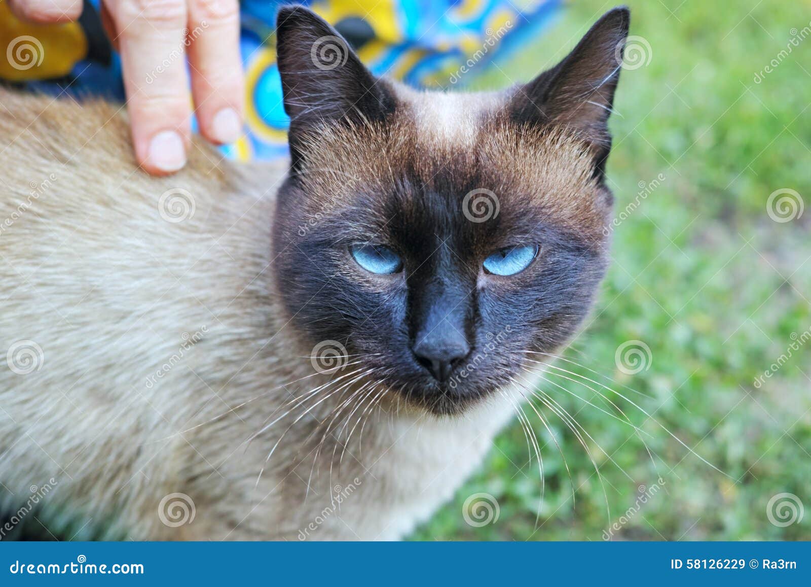 Stern look Siamese cat stock image. Image of pets, kitten - 58126229