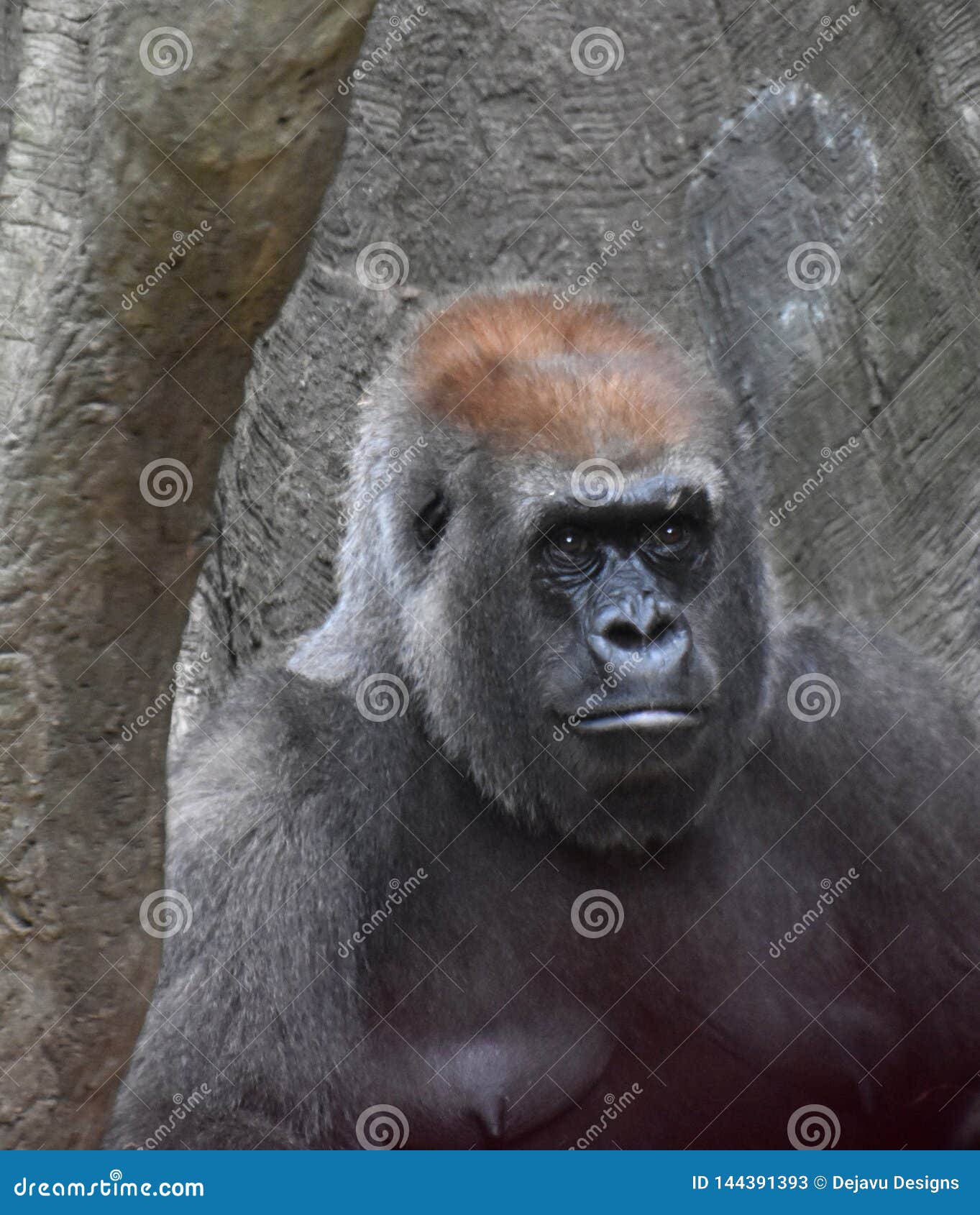 Stern-Looking Adult Silverback Gorilla Stock Image - Image of young ...