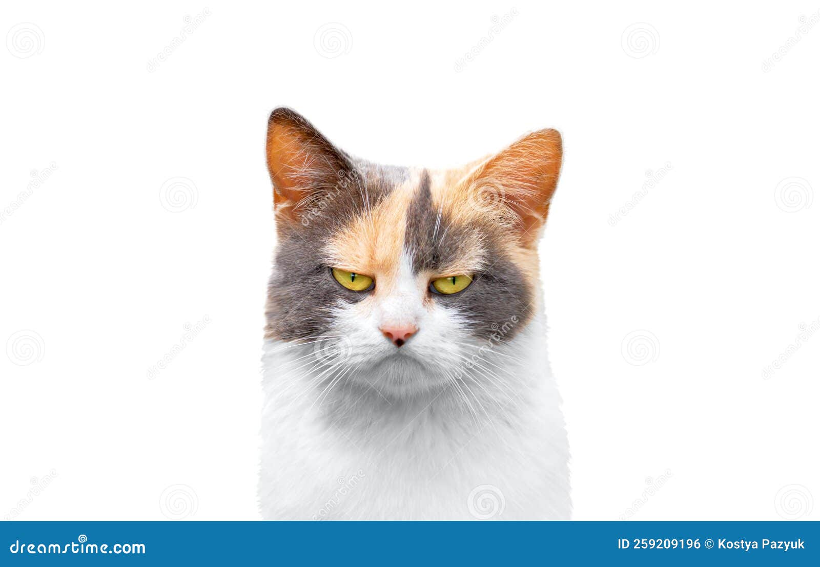 Stern Sad Cat Isolated on White Background Stock Photo - Image of ...