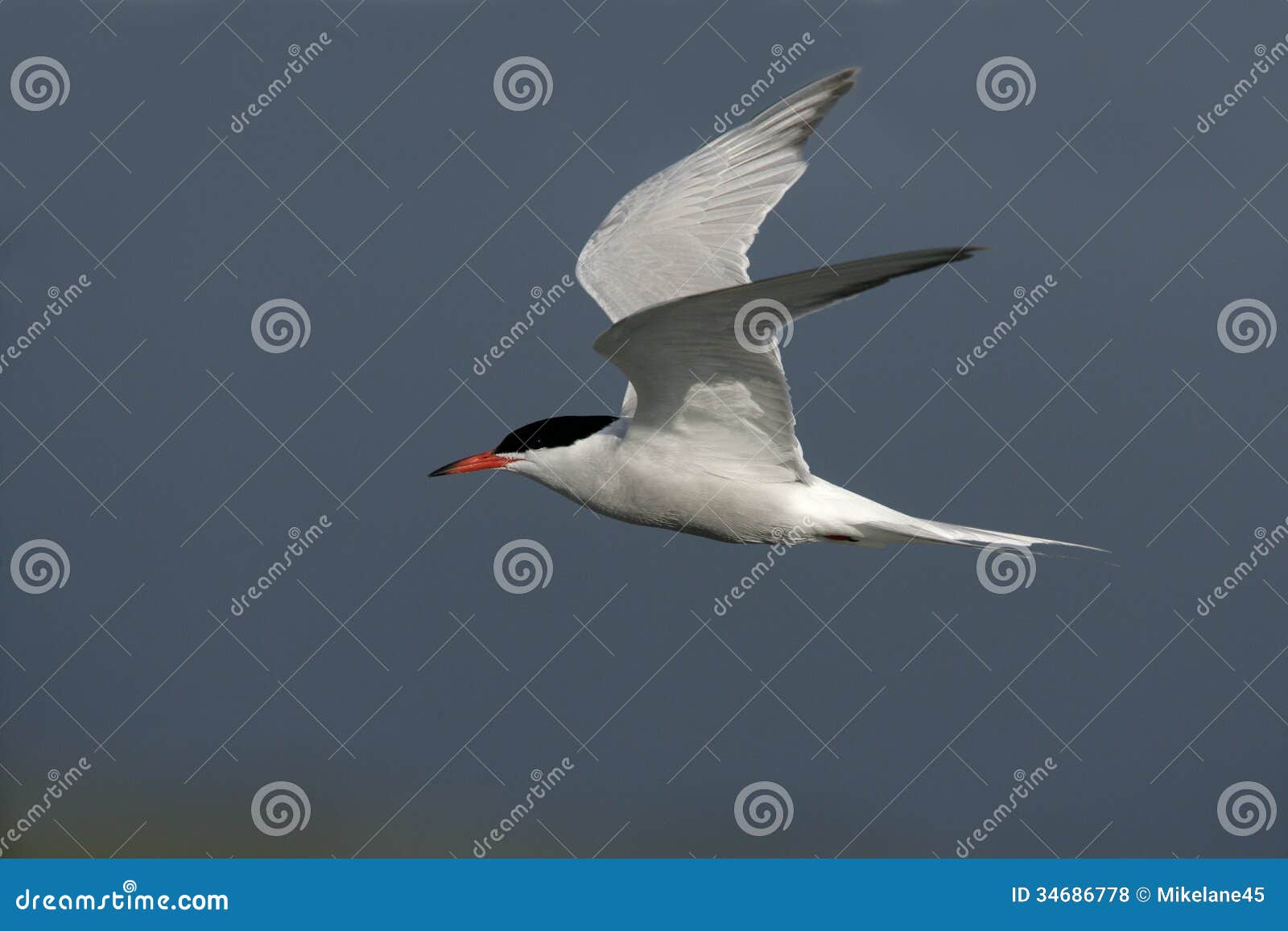 Sterna Comune, Hirundo Degli Sterni Fotografia Stock - Immagine di mare ...
