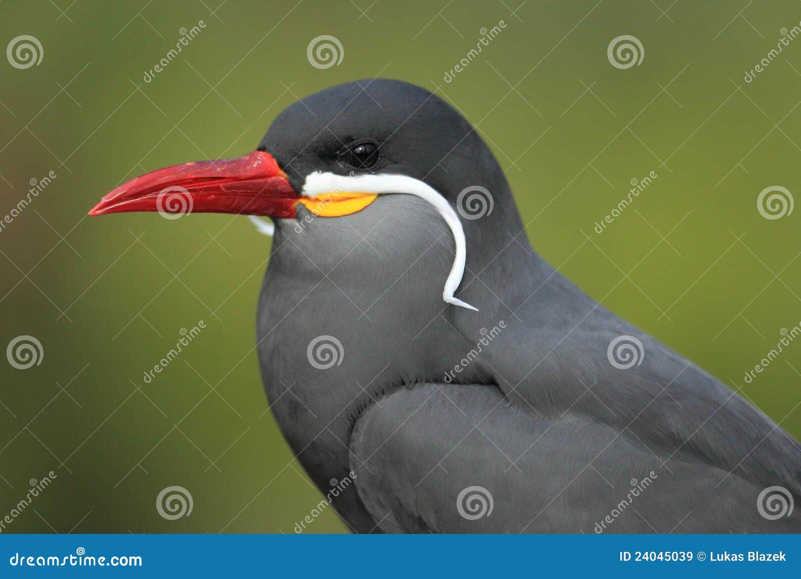 Sterna del Inca immagine stock. Immagine di piume, fattura - 24045039