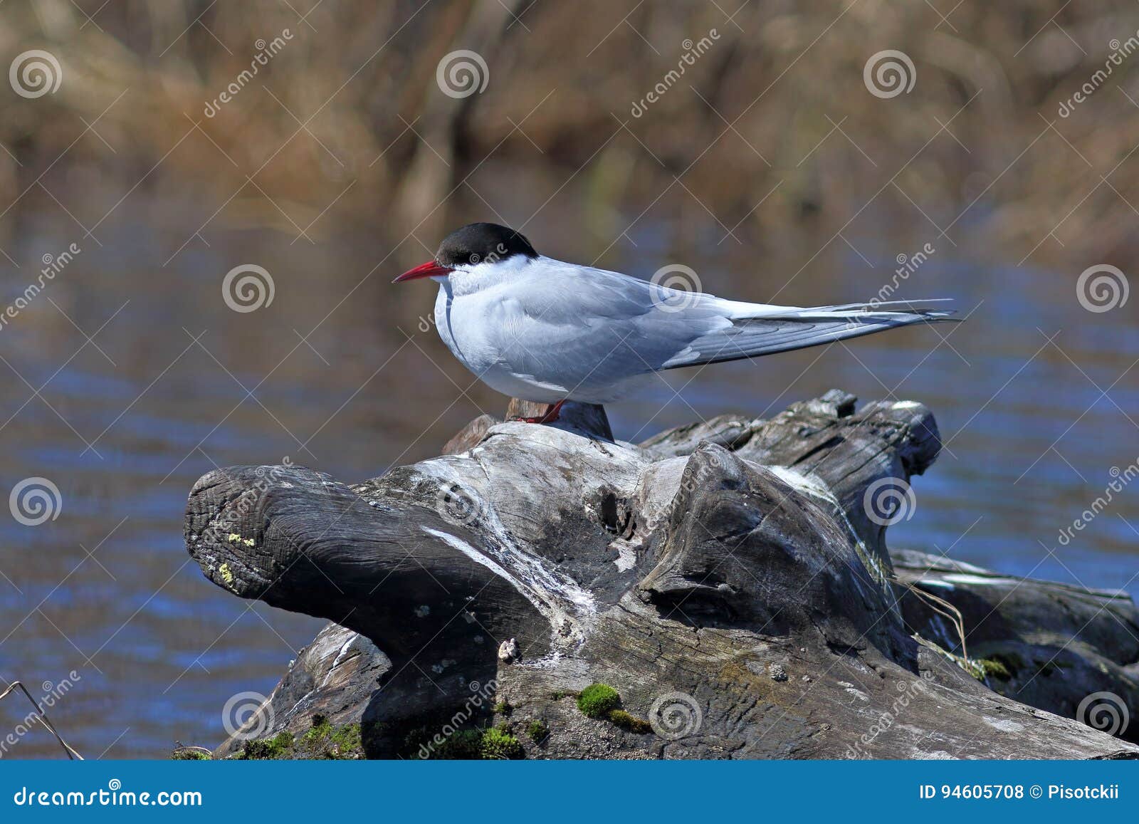 Sterna Paradisaea. Arctic Tern in Spring on the Yamal Peninsula Stock ...