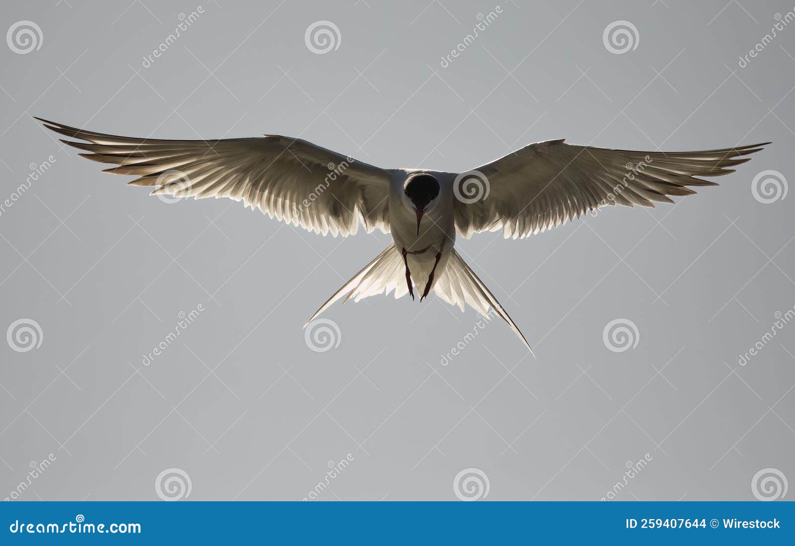 Sterna with Wings Spread Widely is Soaring High in the Sky Stock Photo ...
