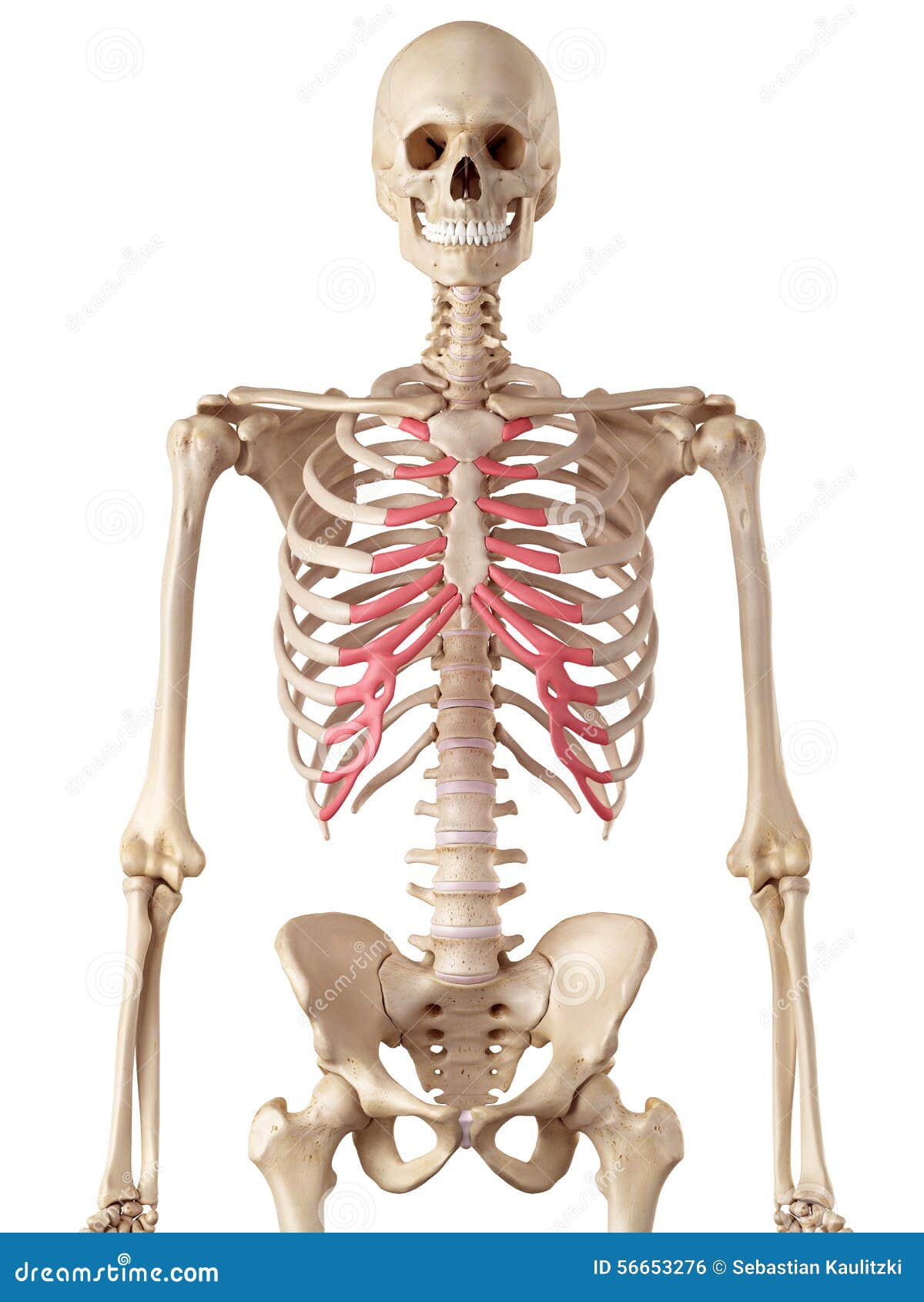 The sternal cartilage stock illustration. Illustration of white - 56653276