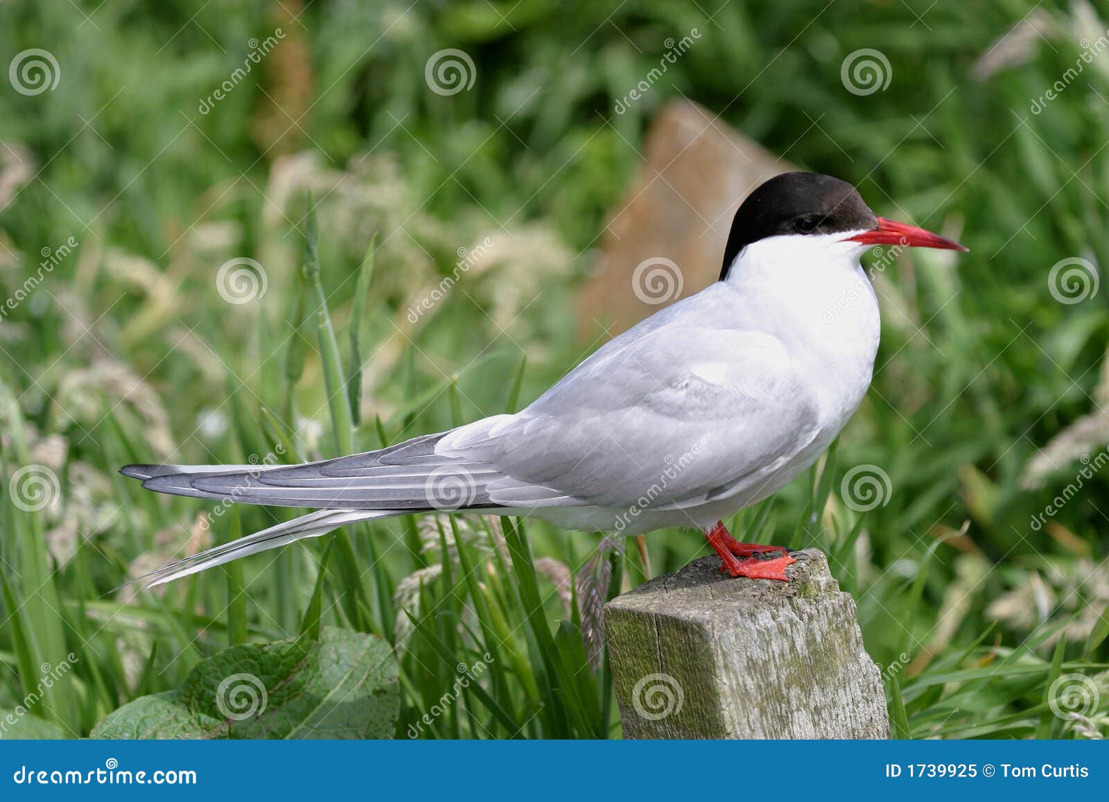 Sterne Arctique (paradisea De Sternums) Image stock - Image du nature ...