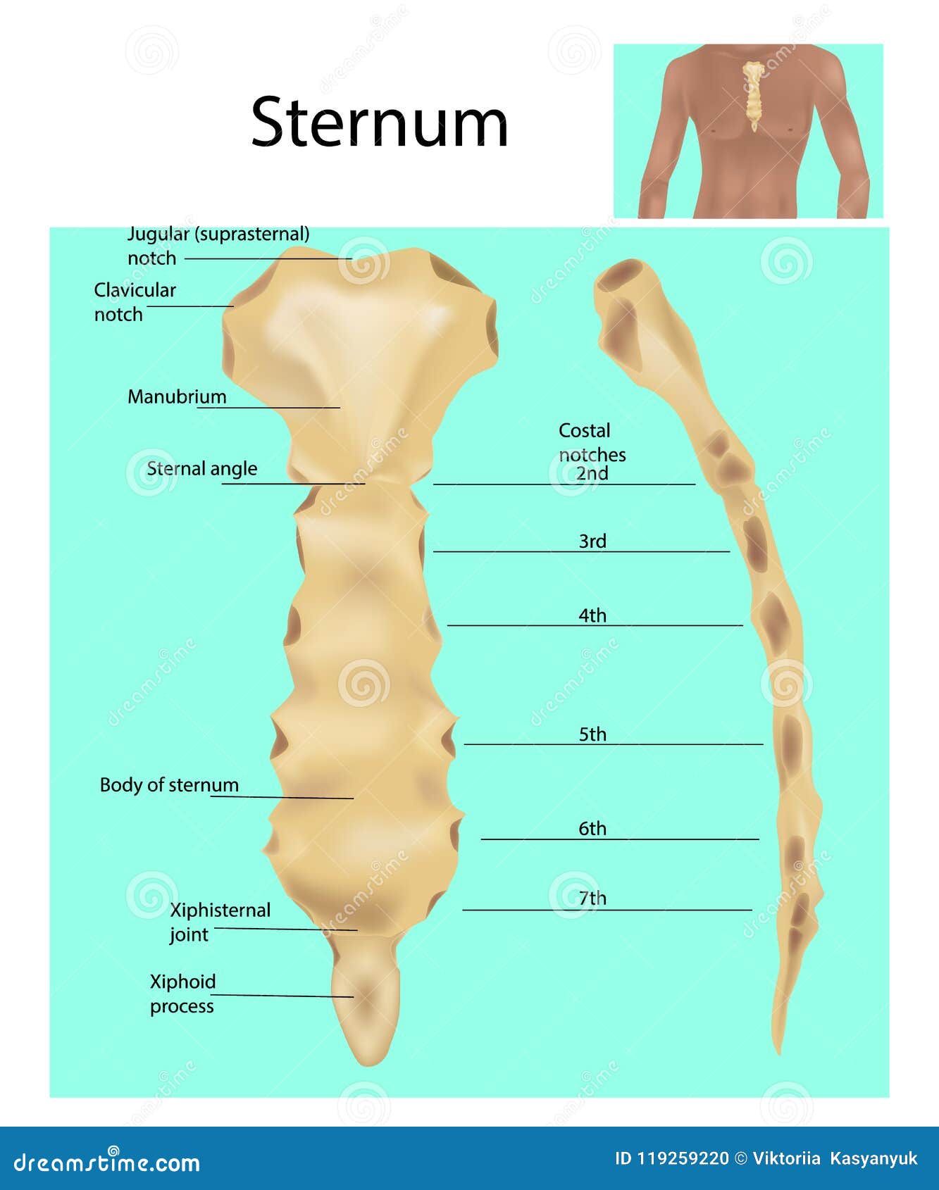 Sterno Illustrazioni, Vettoriali E Clipart Stock – (2,593 Illustrazioni ...