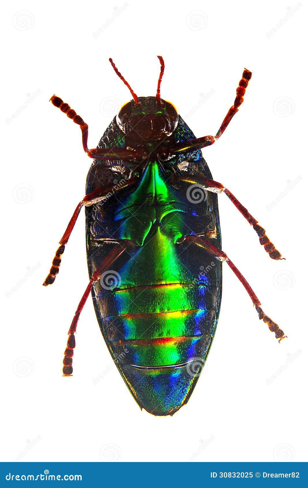 Sternocera Aequisignata Beetle Bottom View. Isolated on White. Stock ...