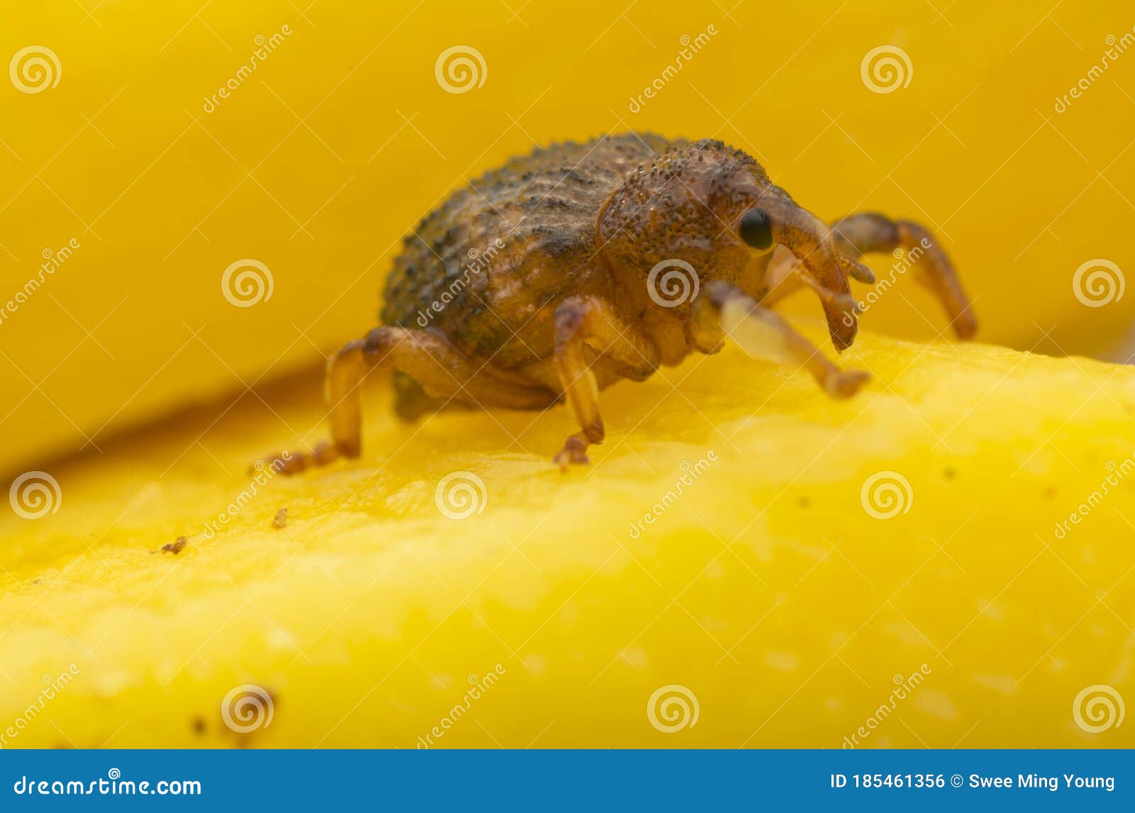 Sternochetus Mangiferae Infesting the Ripe Mango Flesh. Stock Photo ...