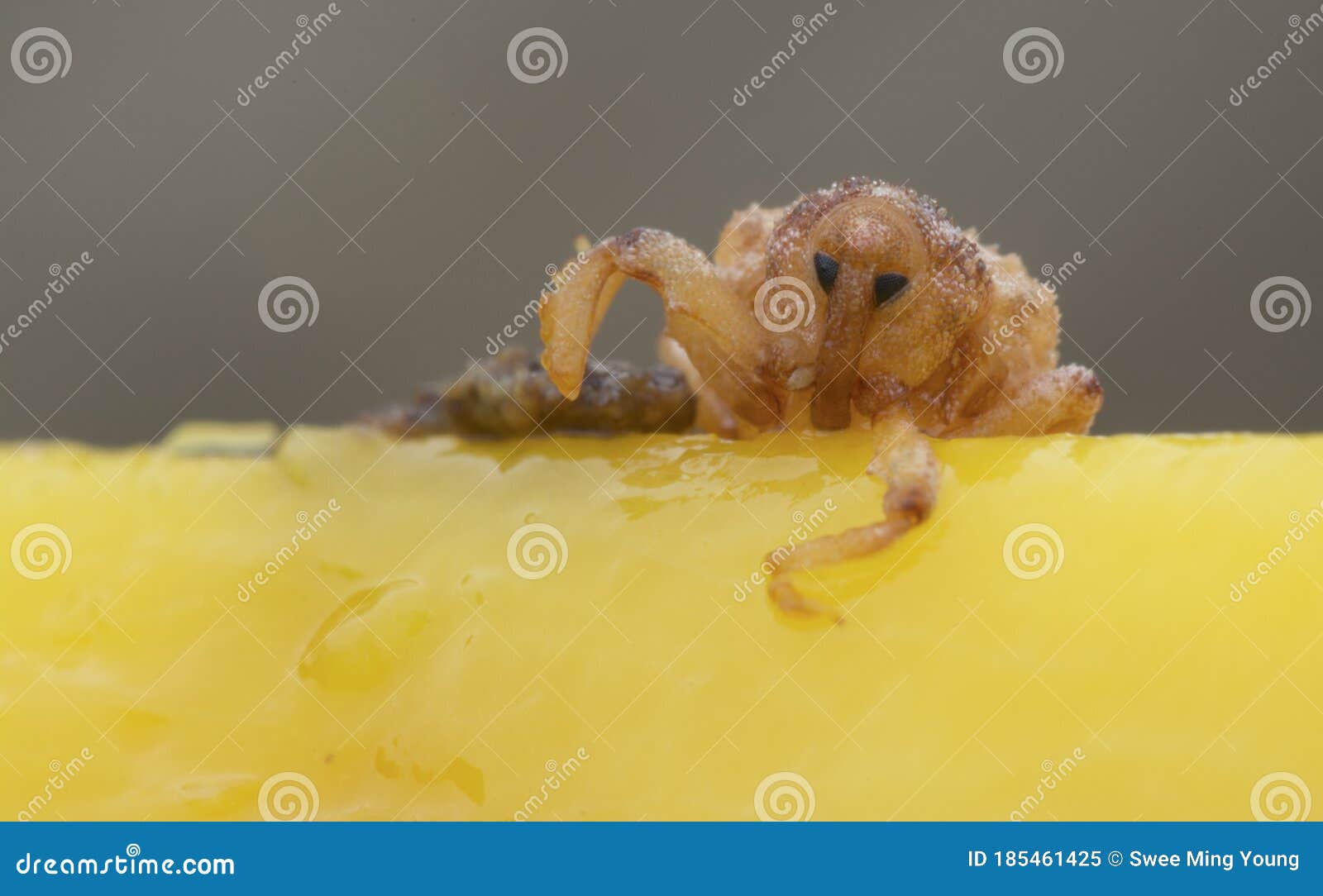 Sternochetus Mangiferae Infesting the Ripe Mango Flesh. Stock Image ...