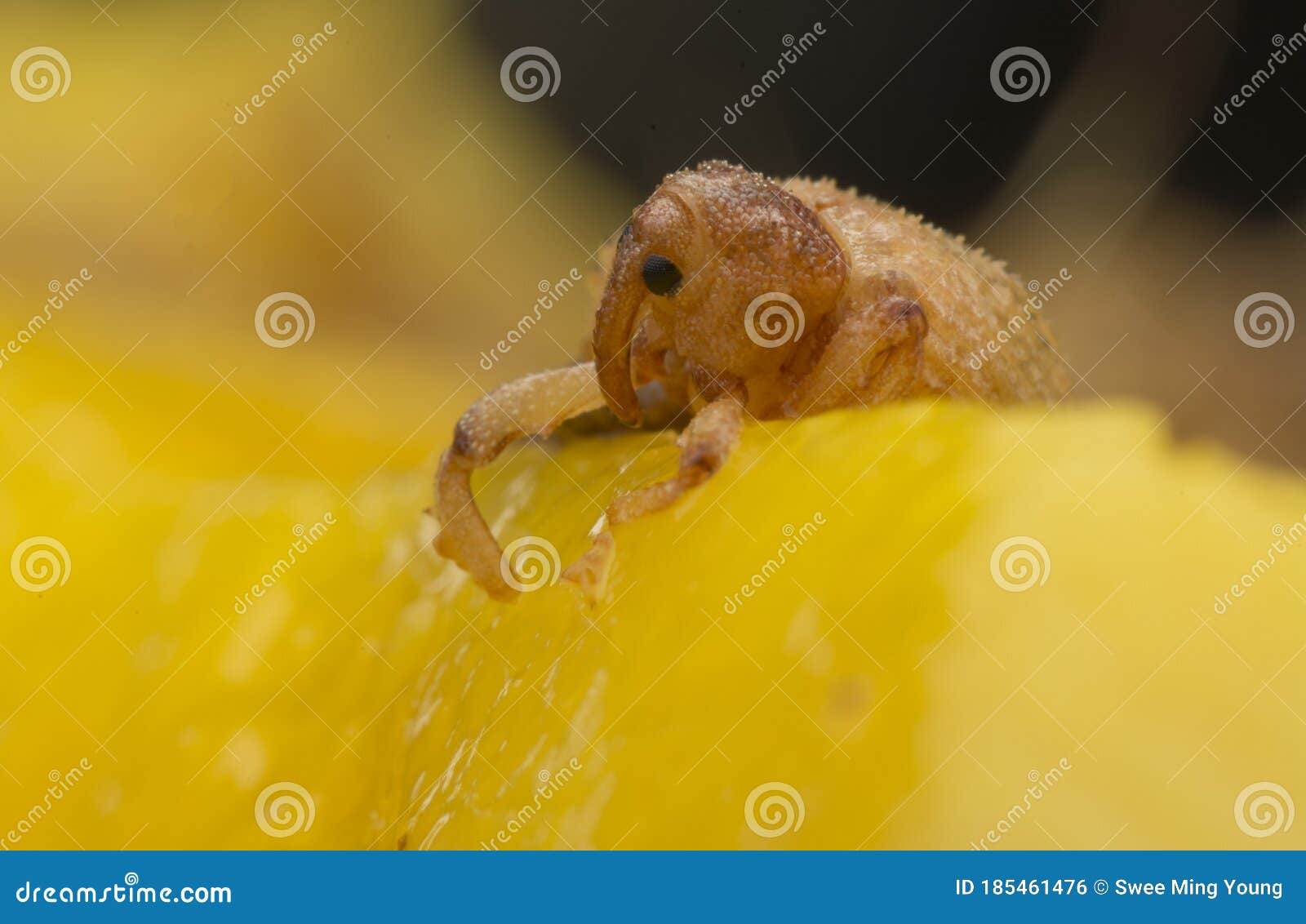 Sternochetus Mangiferae Infesting the Ripe Mango Flesh. Stock Photo ...