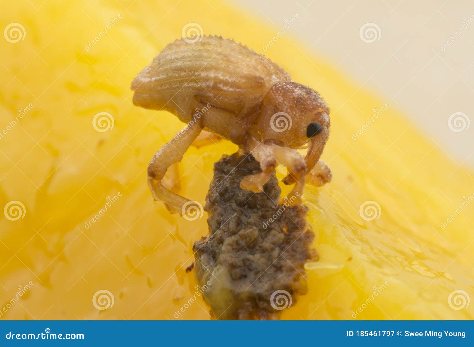 Sternochetus Mangiferae Infesting the Ripe Mango Flesh. Stock Image ...