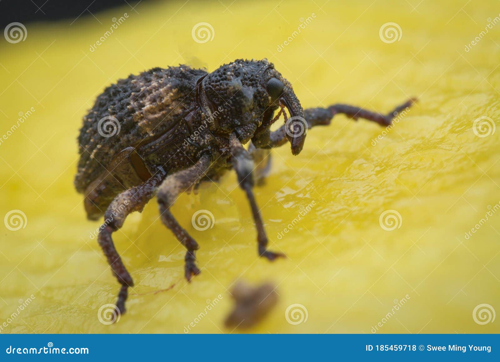 Sternochetus Stock Photos - Free & Royalty-Free Stock Photos from ...