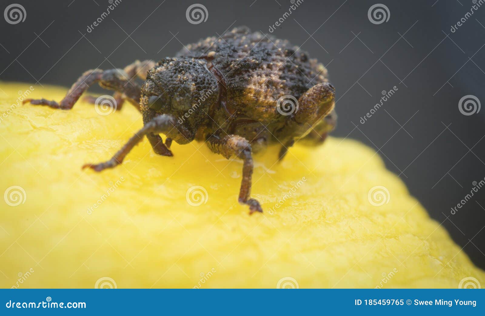 Sternochetus Mangiferae Infesting the Ripe Mango Flesh. Stock Image ...