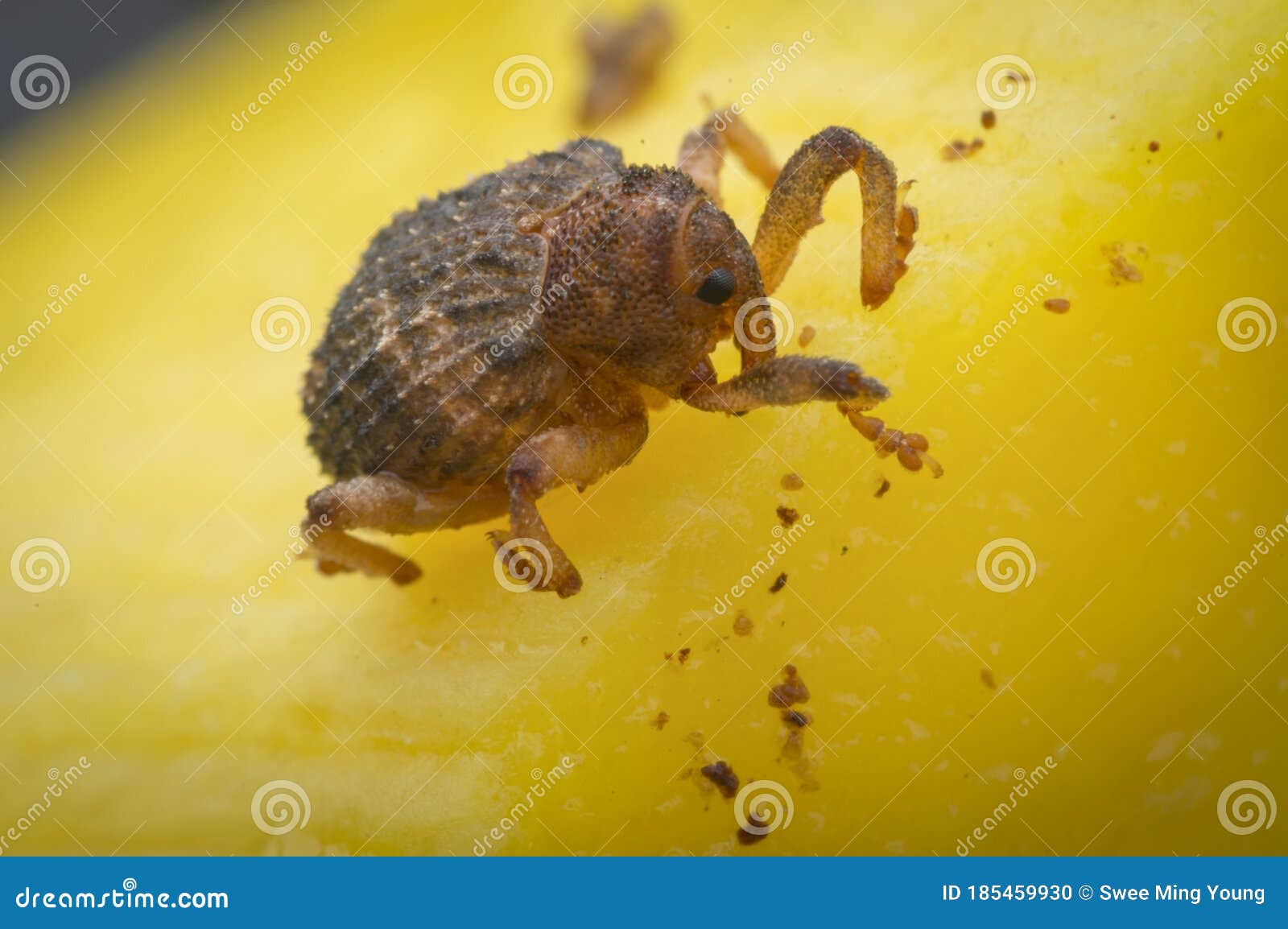 Sternochetus Mangiferae Infesting the Ripe Mango Flesh. Stock Photo ...