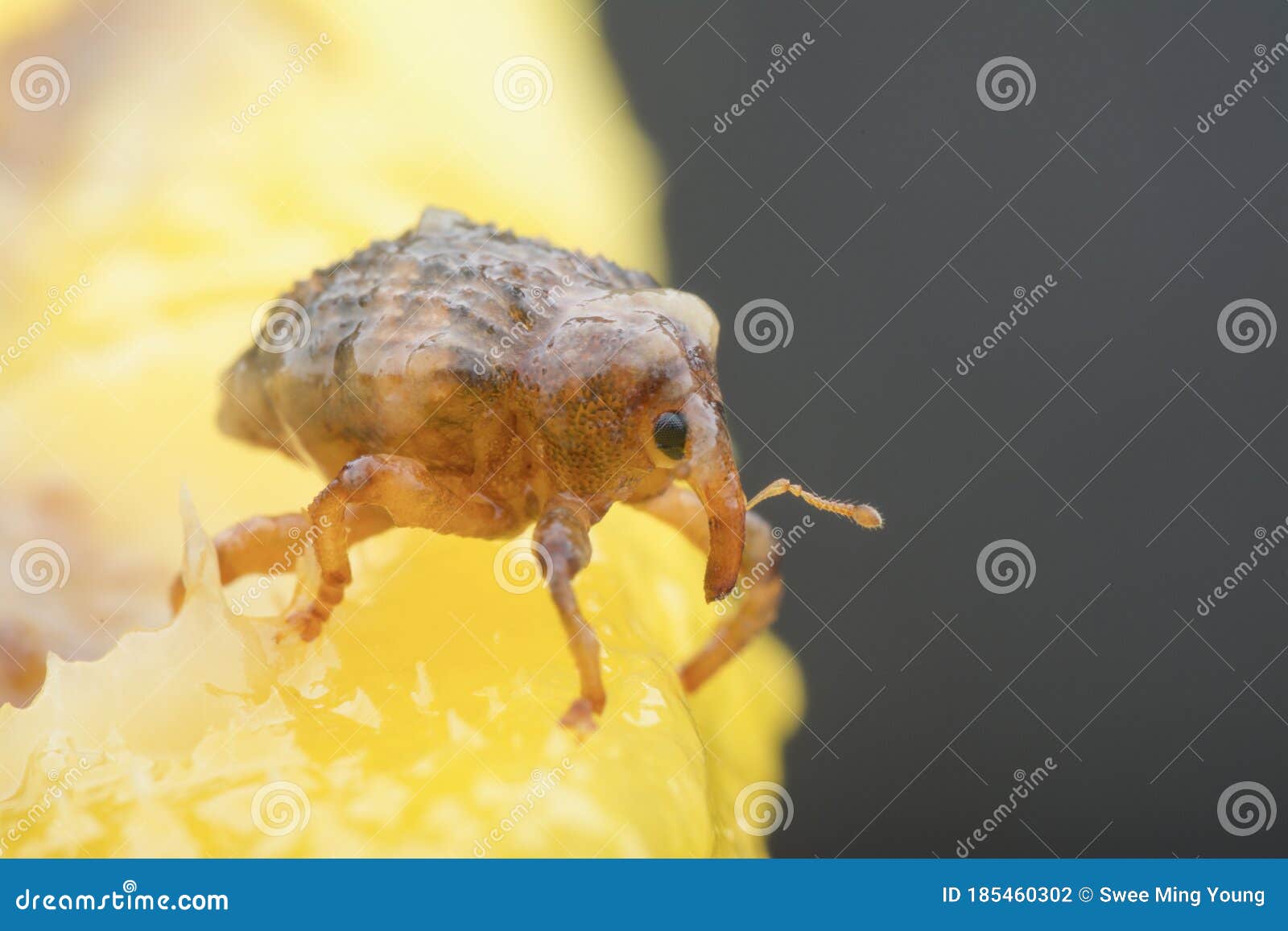 Sternochetus Mangiferae Infesting the Ripe Mango Flesh. Stock Photo ...