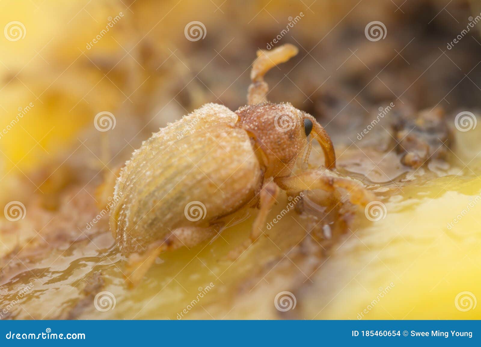 Sternochetus Mangiferae Infesting the Ripe Mango Flesh. Stock Photo ...