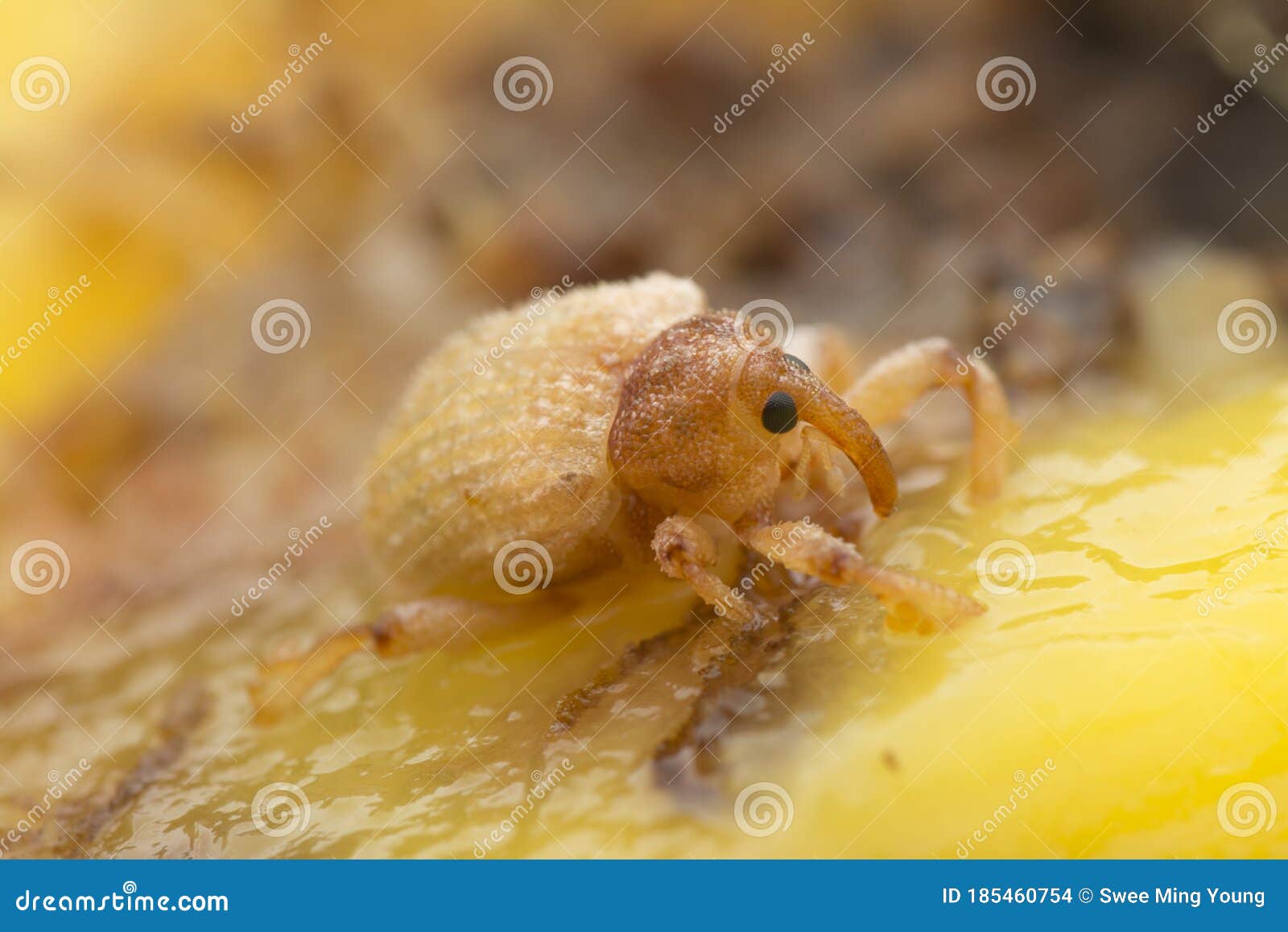 Sternochetus Mangiferae Infesting the Ripe Mango Flesh. Stock Photo ...