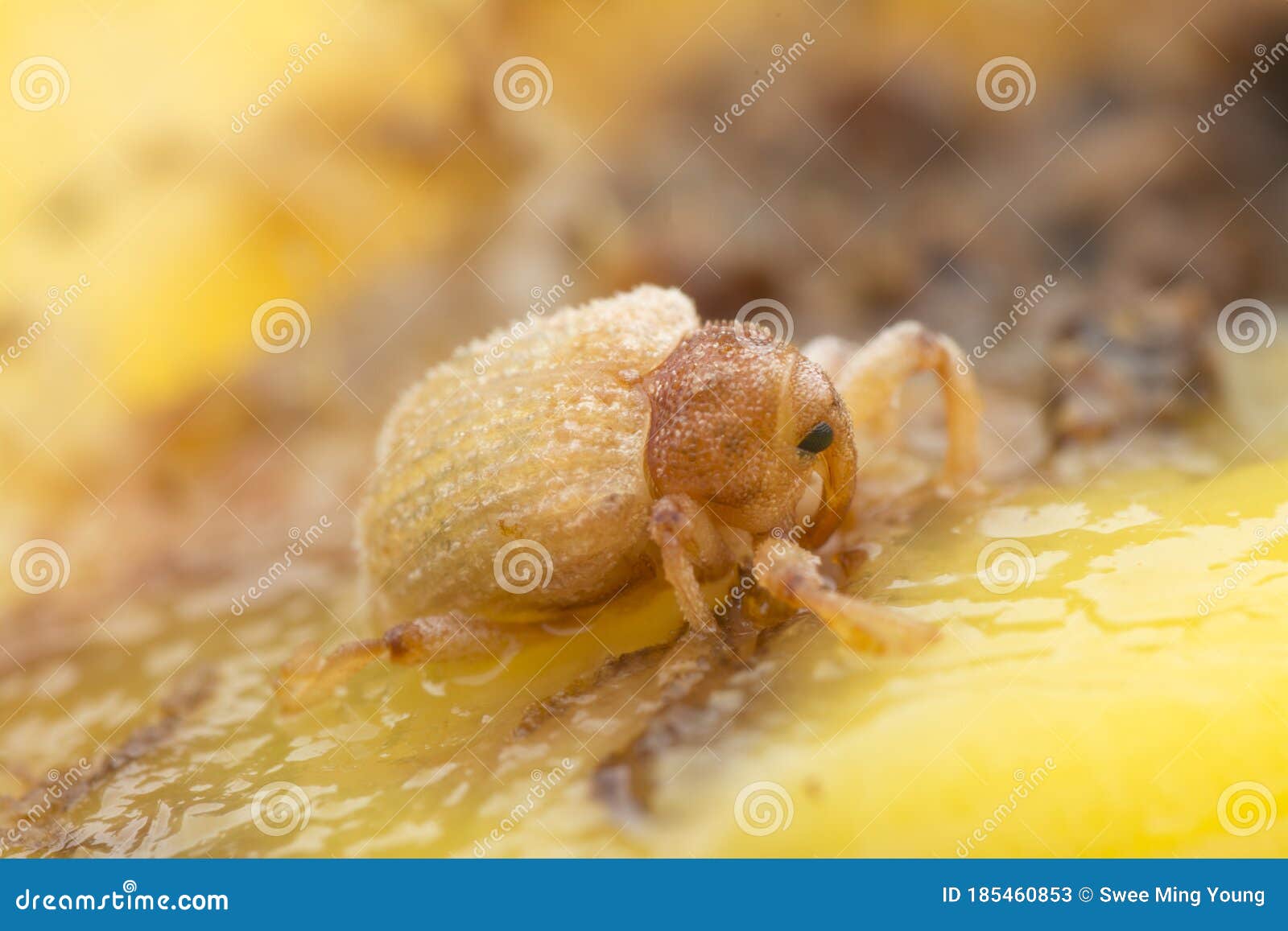 Sternochetus Mangiferae Infesting the Ripe Mango Flesh. Stock Image ...