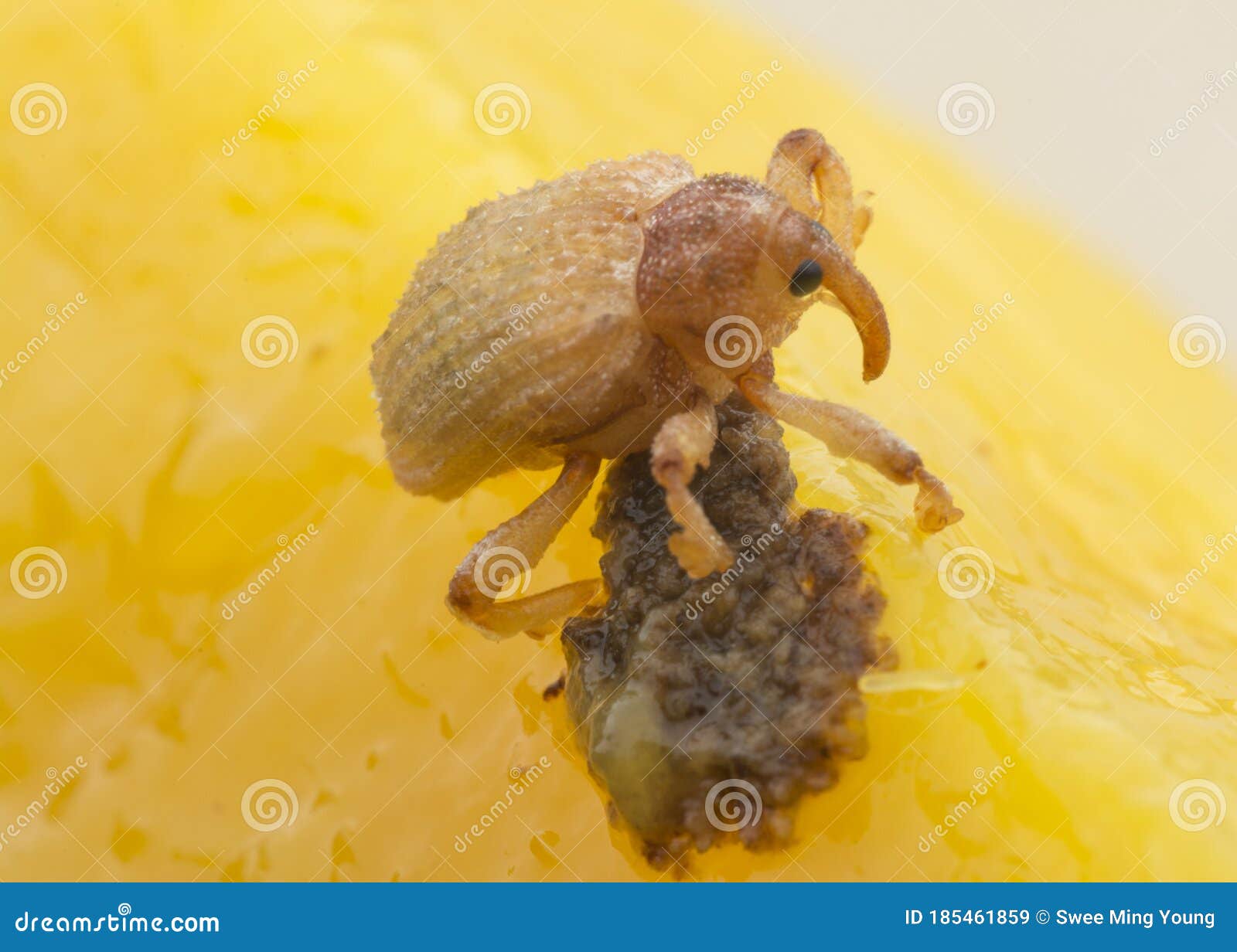 Sternochetus Mangiferae Infesting the Ripe Mango Flesh. Stock Image ...