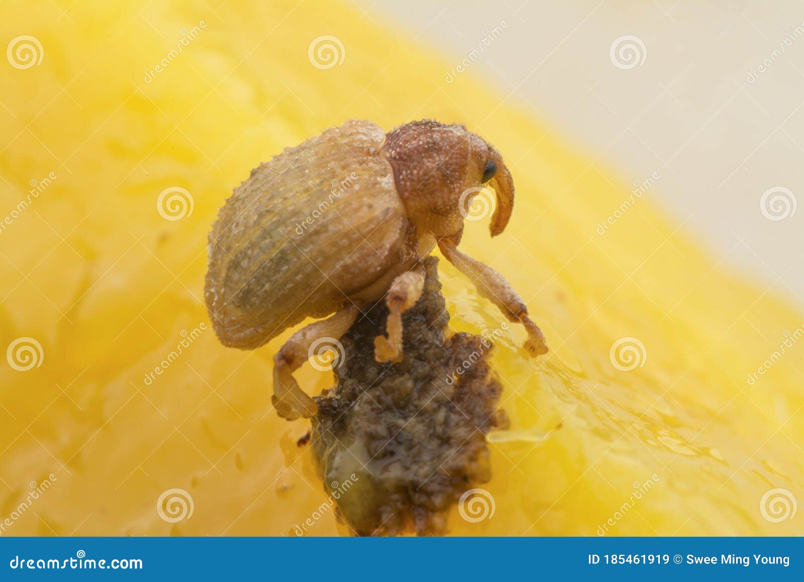 Sternochetus Mangiferae Infesting the Ripe Mango Flesh. Stock Image ...