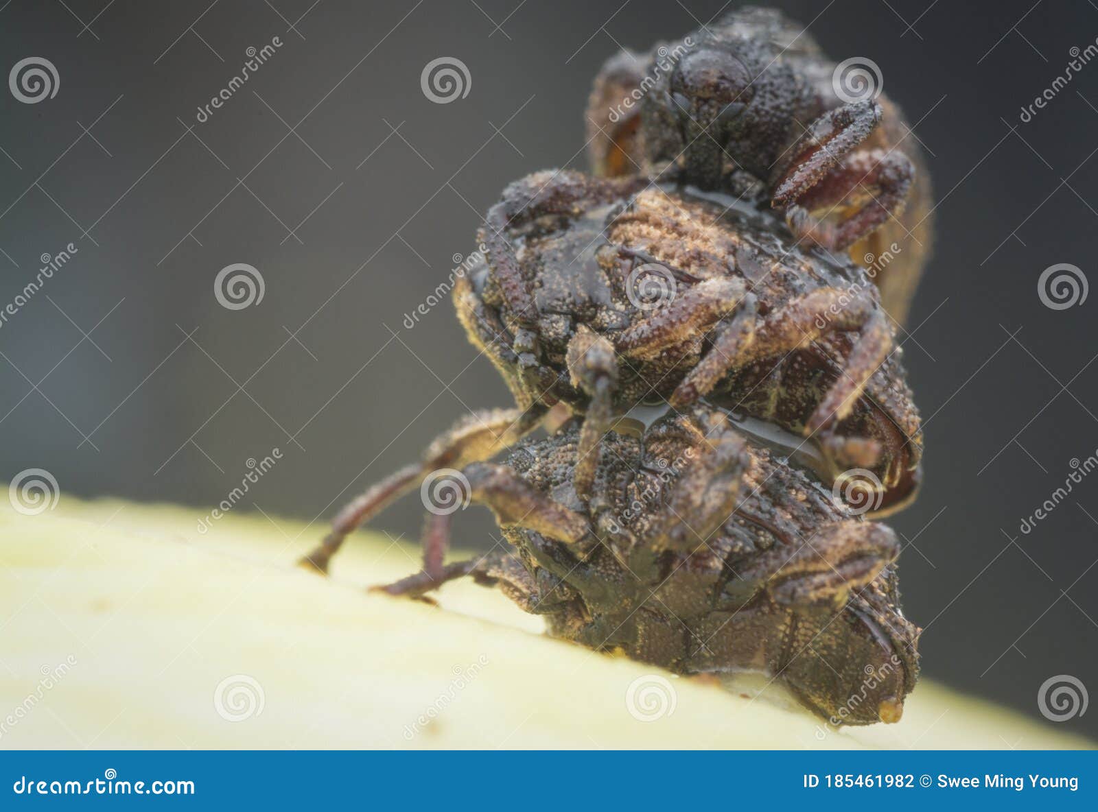Sternochetus Mangiferae Infesting the Ripe Mango Flesh. Stock Photo ...
