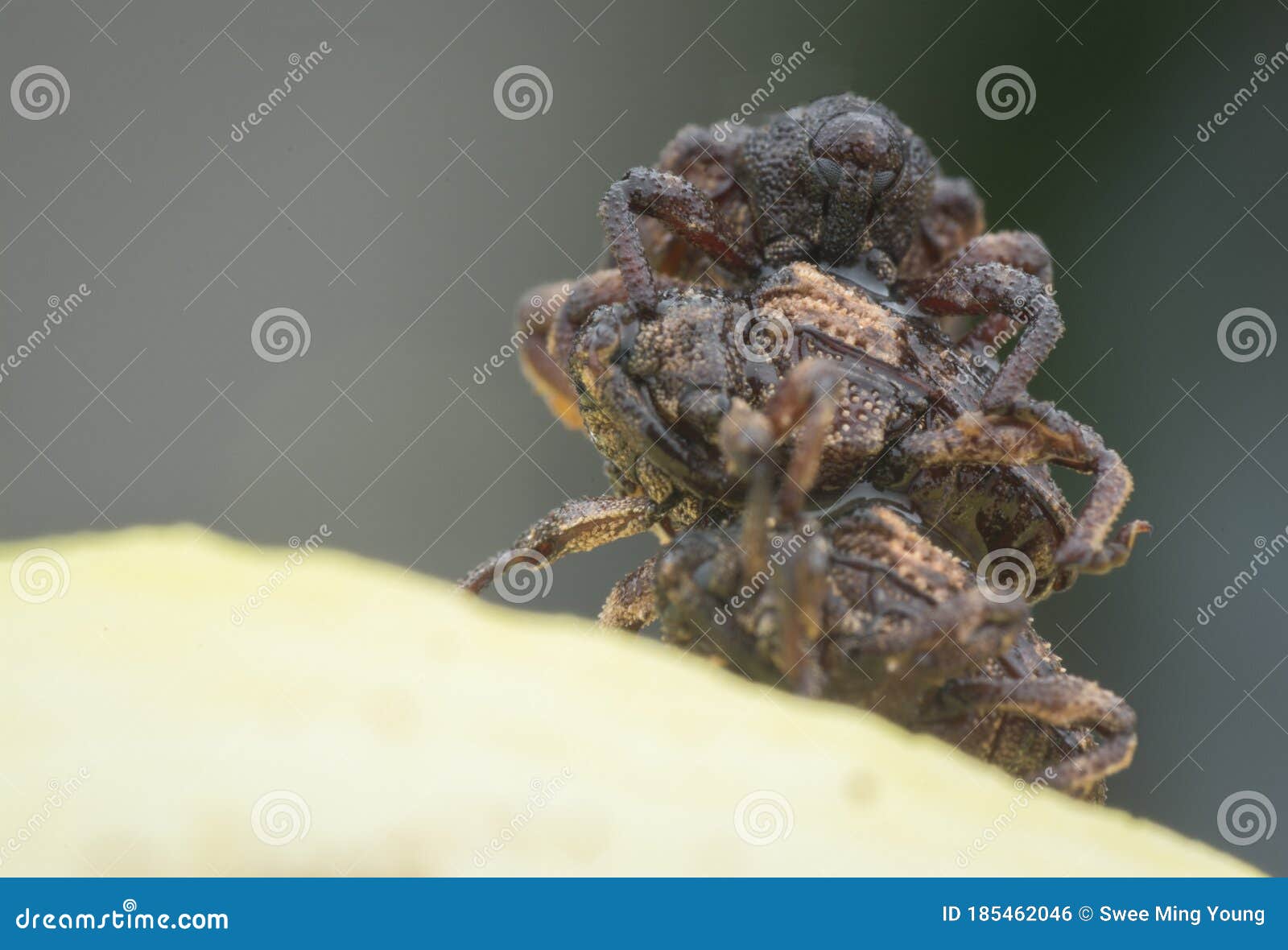 Sternochetus Mangiferae Infesting the Ripe Mango Flesh. Stock Photo ...