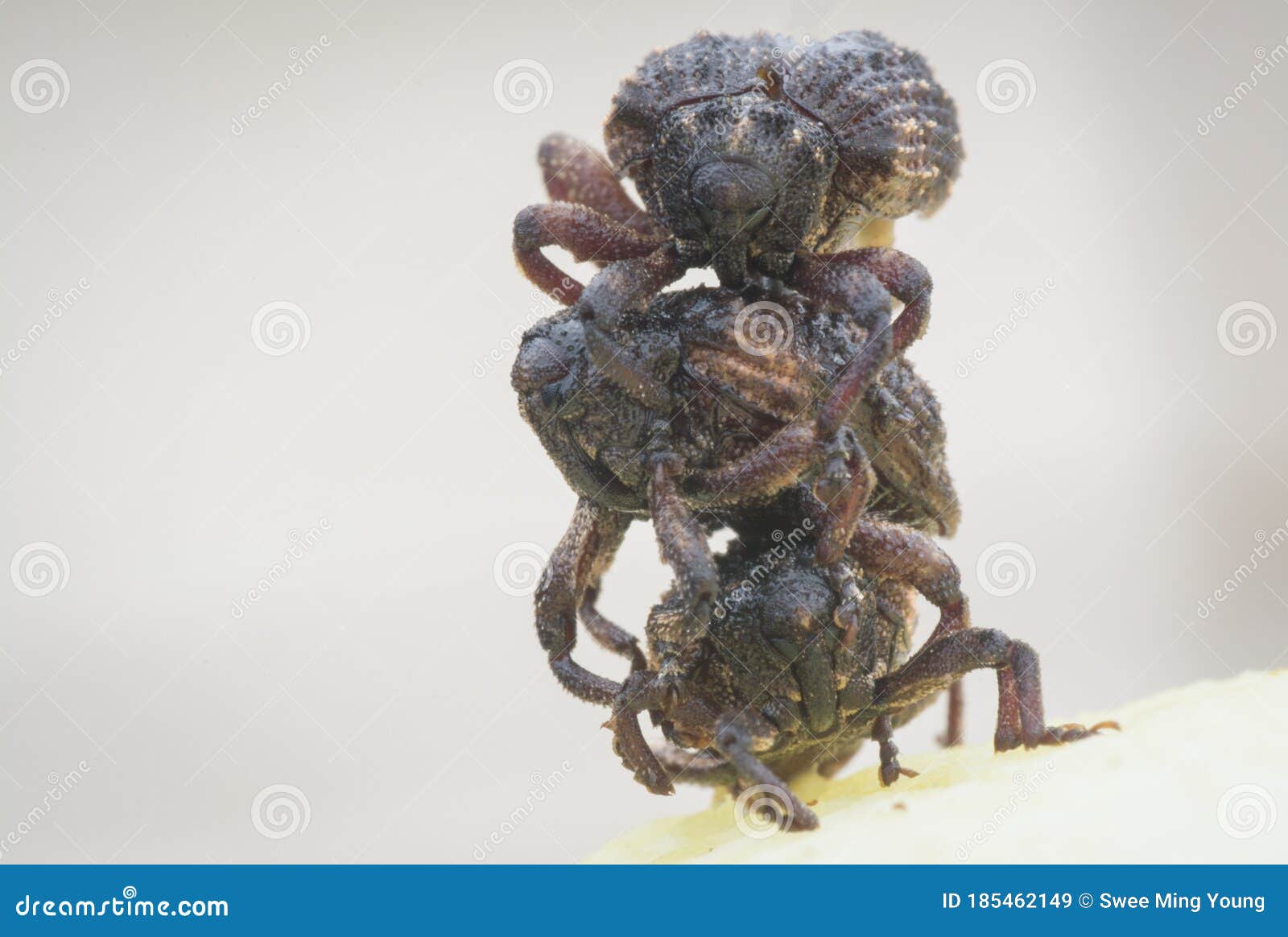 Sternochetus Mangiferae Infesting the Ripe Mango Flesh. Stock Image ...