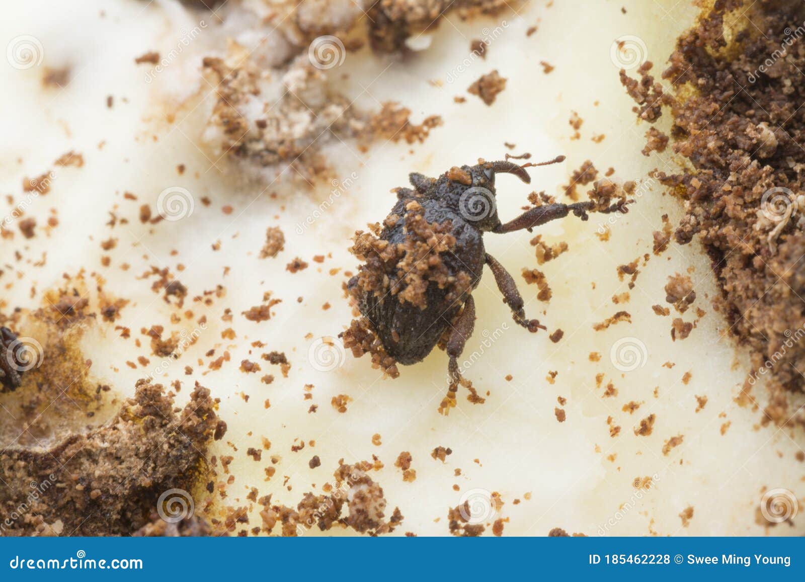 Sternochetus Mangiferae Infesting the Ripe Mango Flesh. Stock Photo ...
