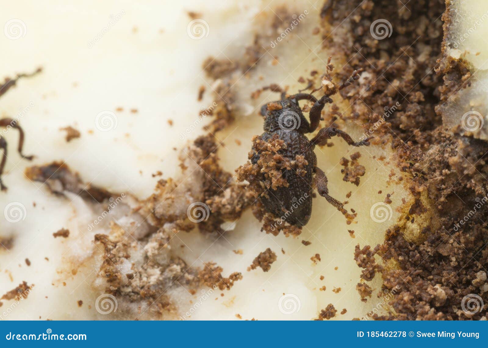 Sternochetus Mangiferae Infesting the Ripe Mango Flesh. Stock Photo ...