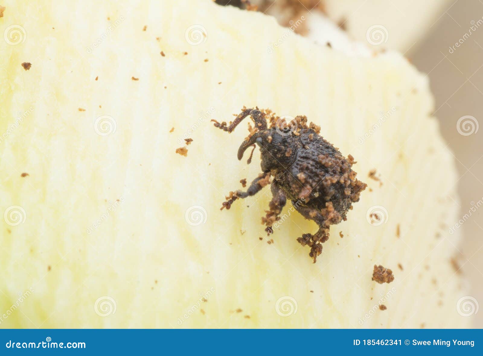 Sternochetus Mangiferae Infesting the Ripe Mango Flesh. Stock Image ...