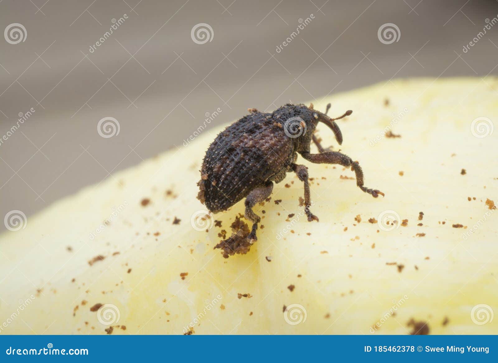 Sternochetus Mangiferae Infesting the Ripe Mango Flesh. Stock Photo ...