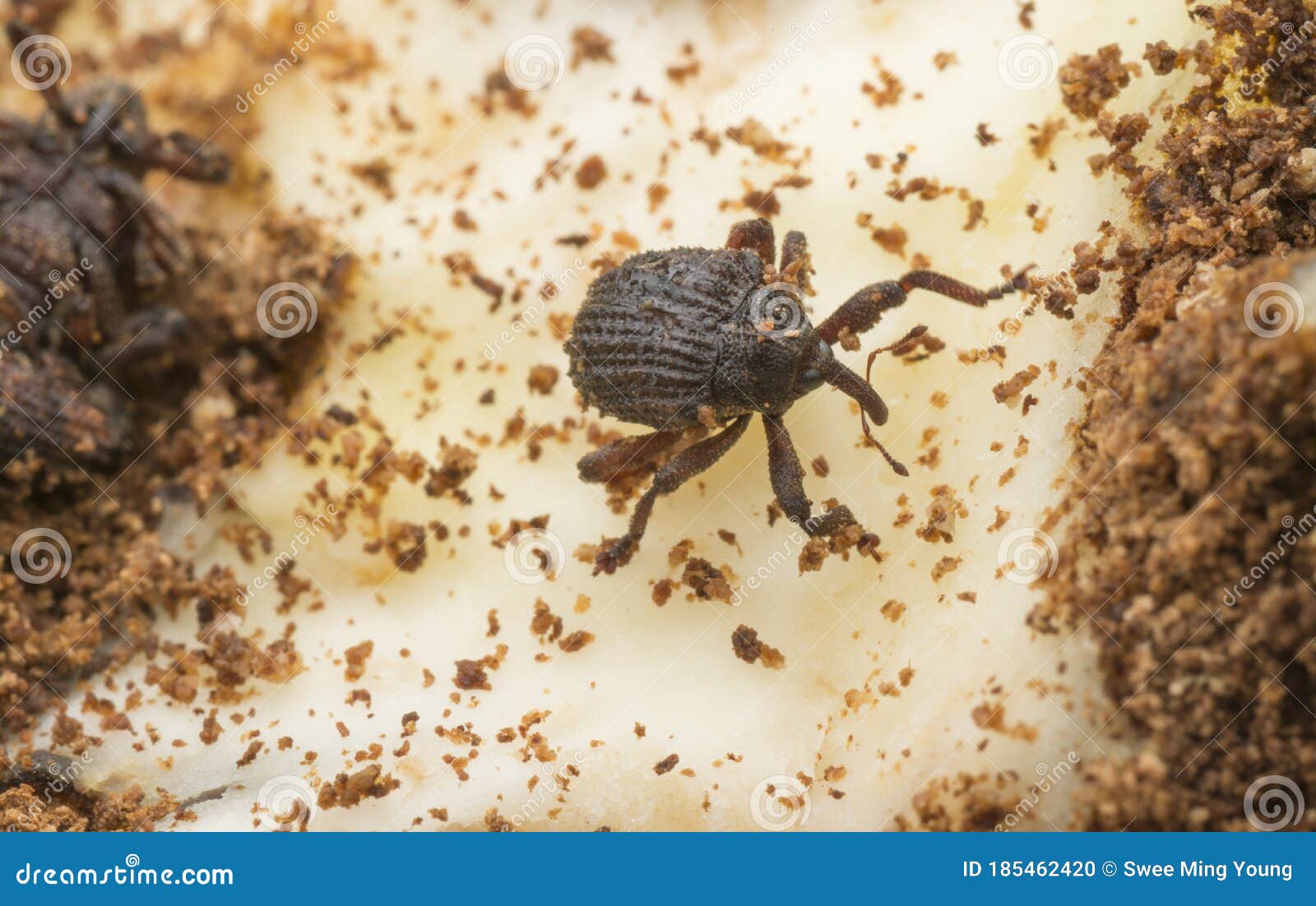 Sternochetus Mangiferae Infesting the Ripe Mango Flesh. Stock Photo ...