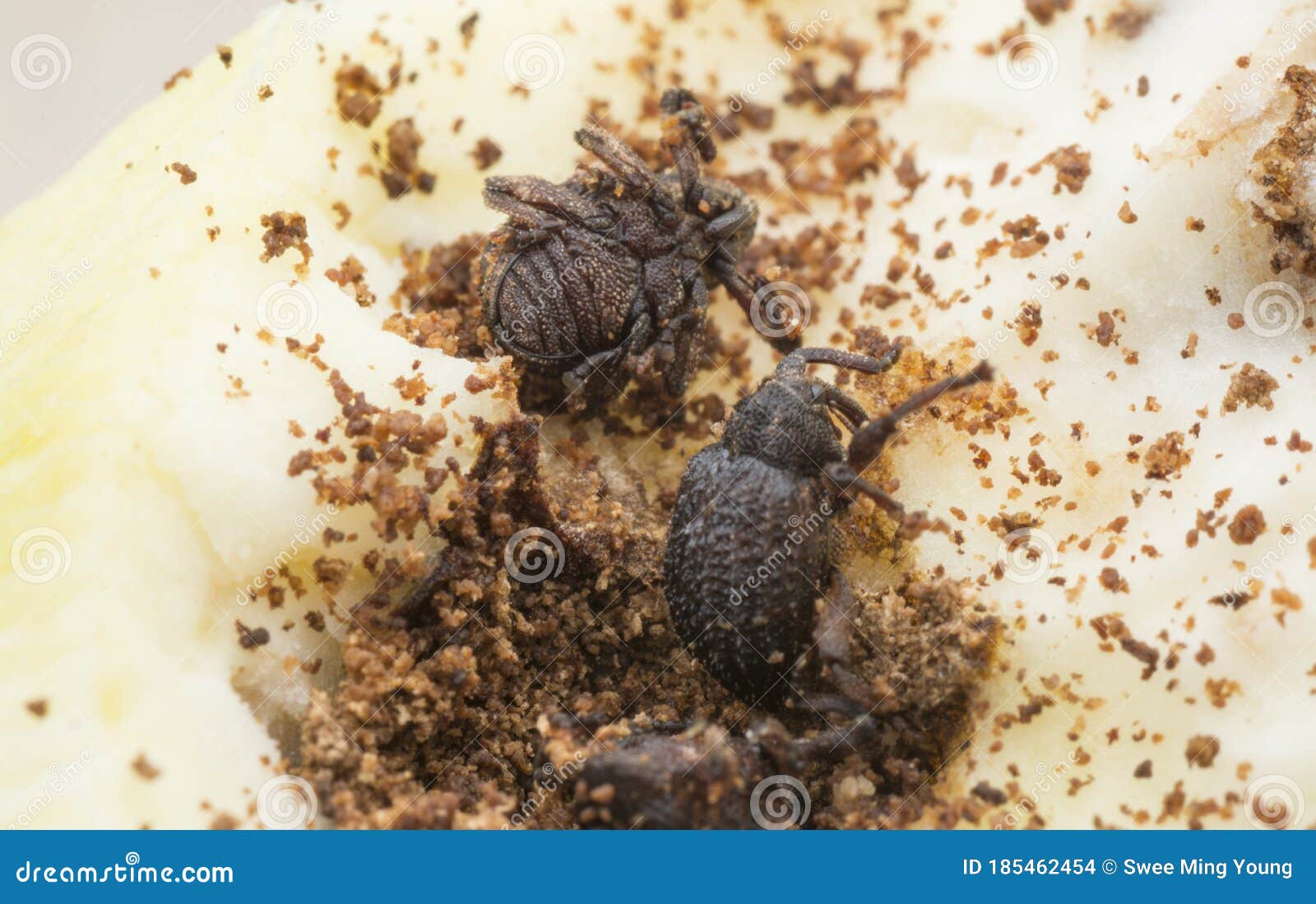 Sternochetus Mangiferae Infesting the Ripe Mango Flesh. Stock Photo ...