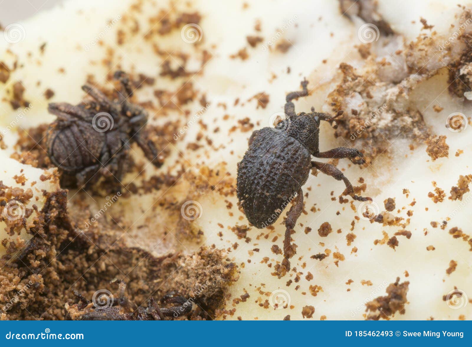 Sternochetus Mangiferae Infesting the Ripe Mango Flesh. Stock Image ...