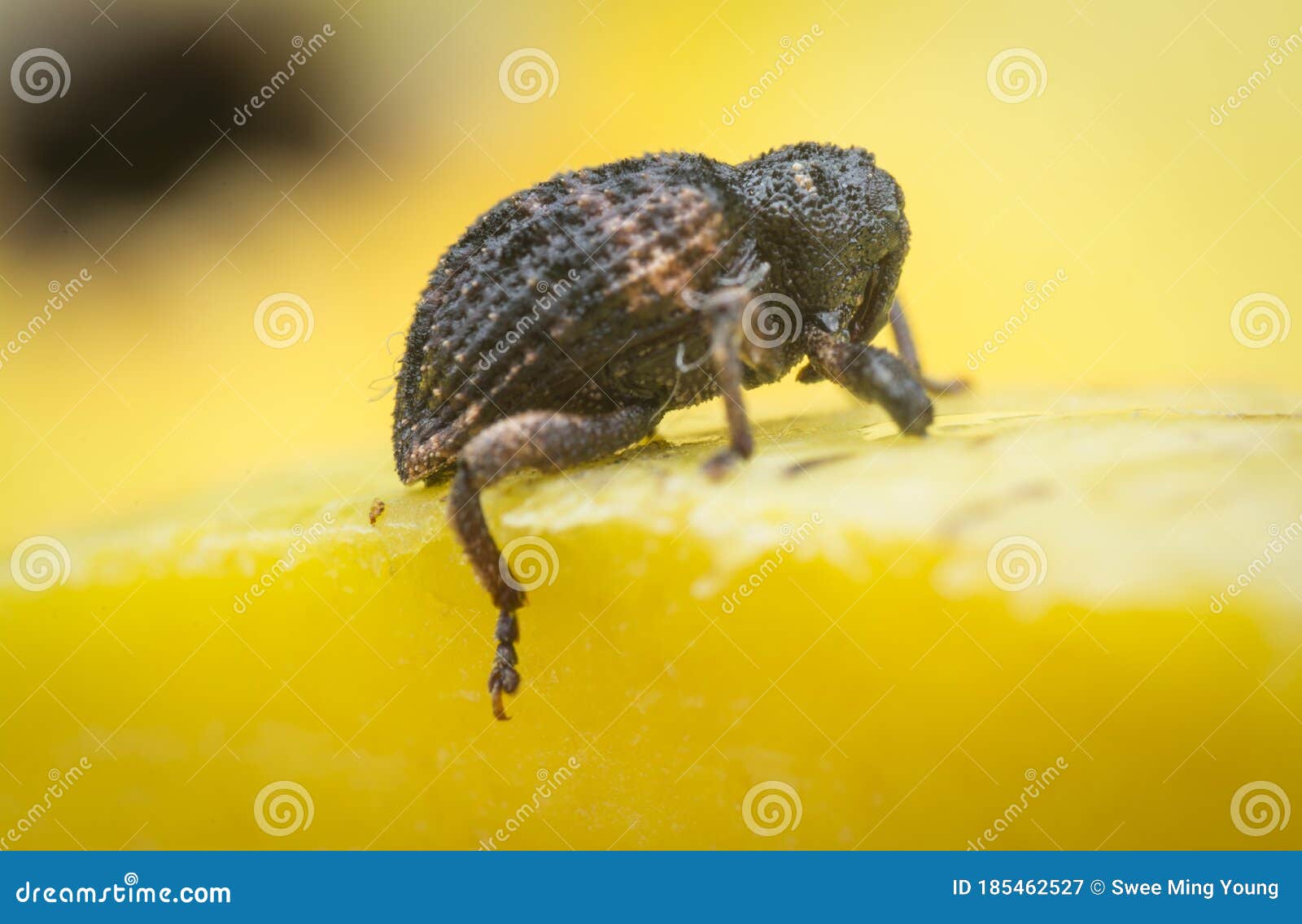 Sternochetus Mangiferae Infesting the Ripe Mango Flesh. Stock Image ...