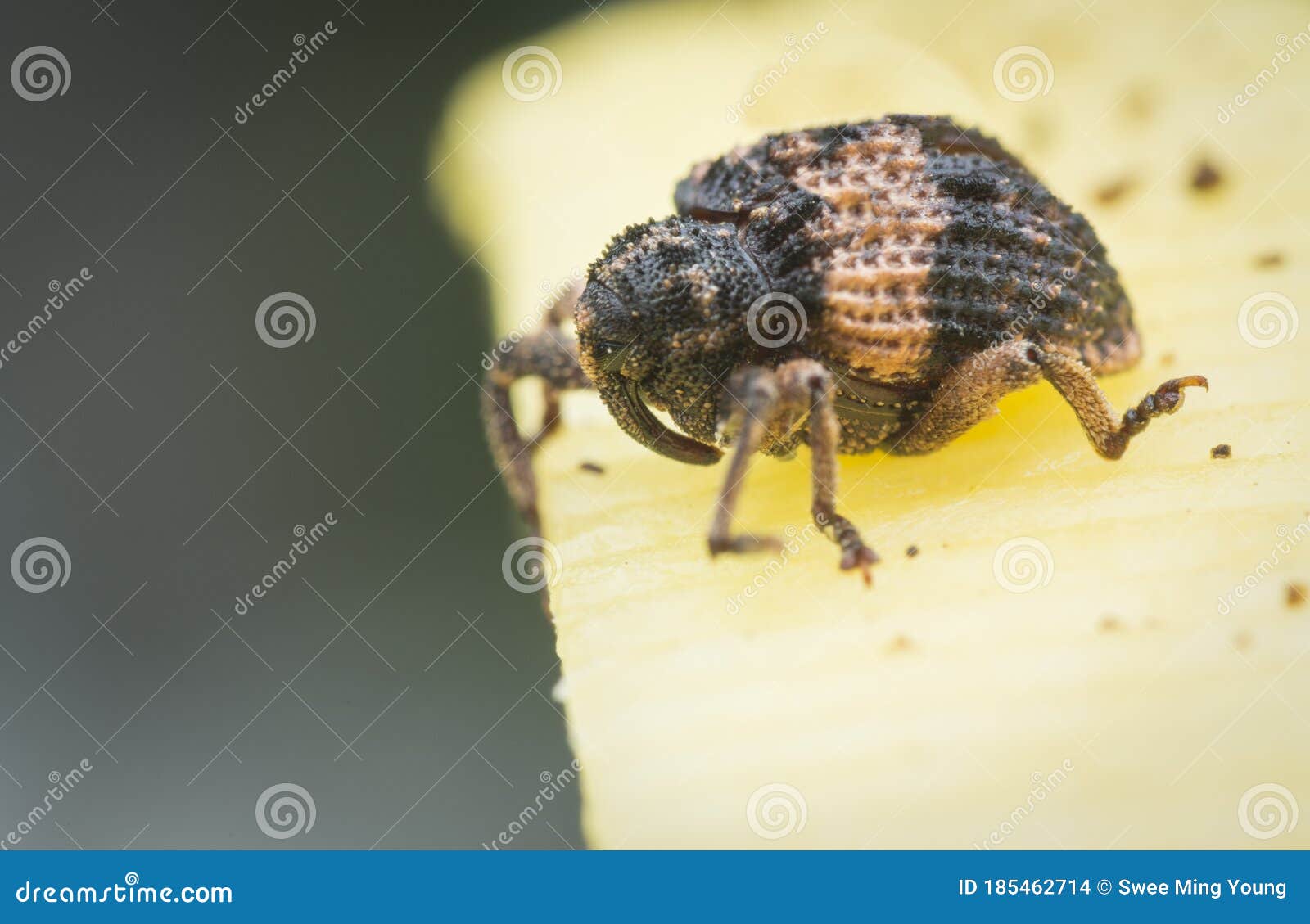 Sternochetus Mangiferae Infesting the Ripe Mango Flesh. Stock Photo ...