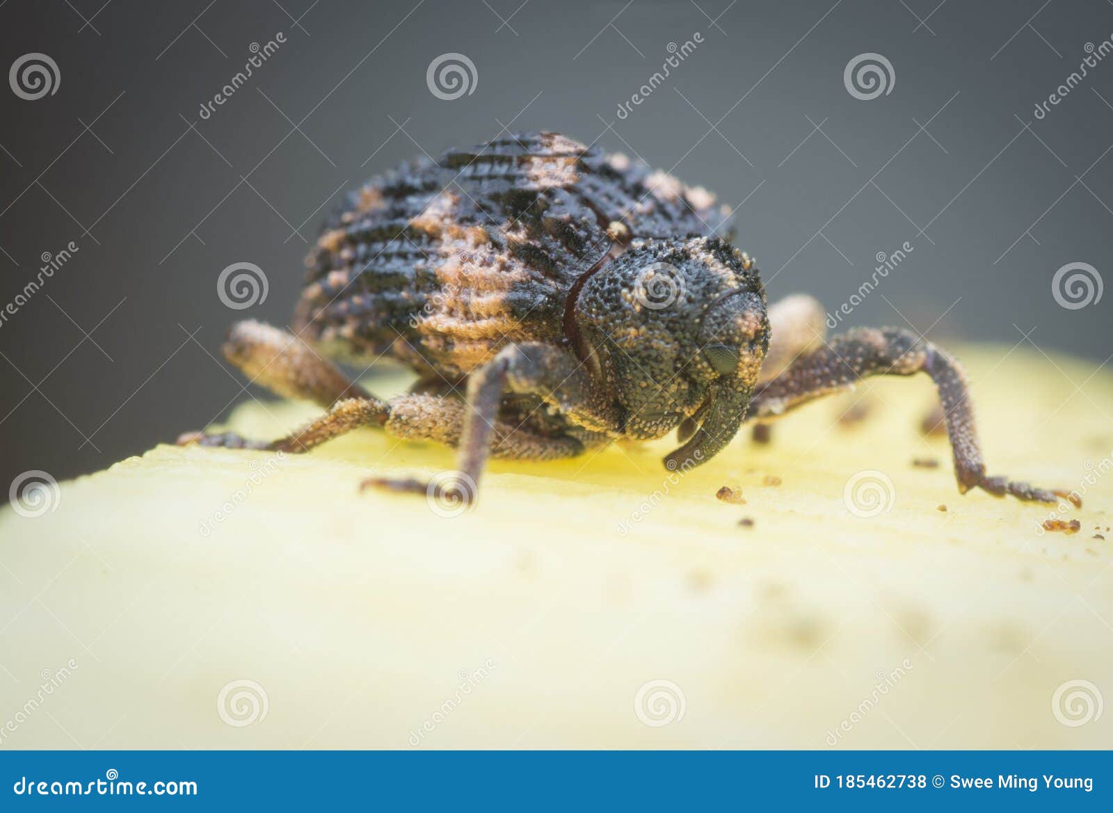 Sternochetus Mangiferae Infesting the Ripe Mango Flesh. Stock Photo ...