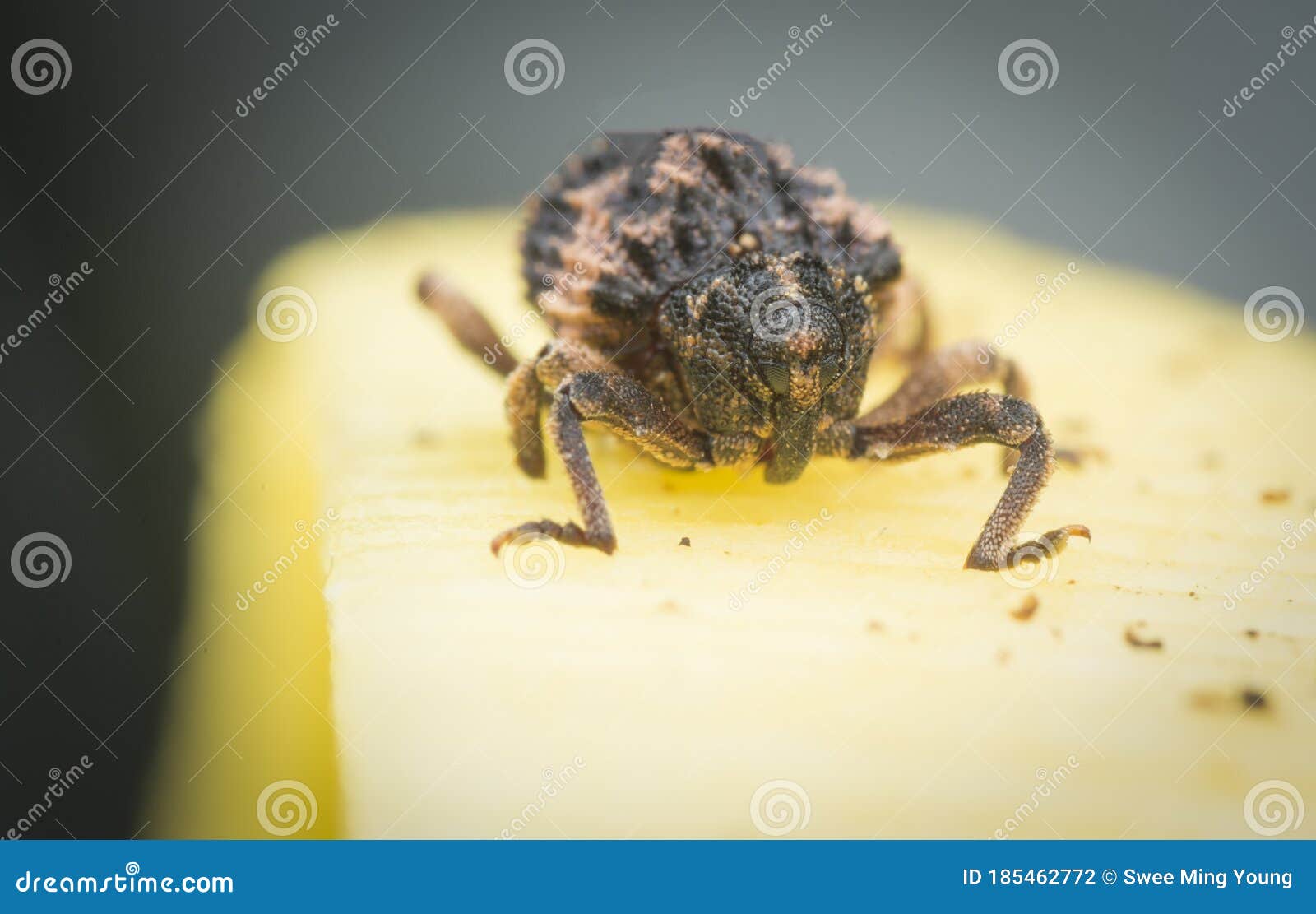 Sternochetus Mangiferae Infesting the Ripe Mango Flesh. Stock Photo ...