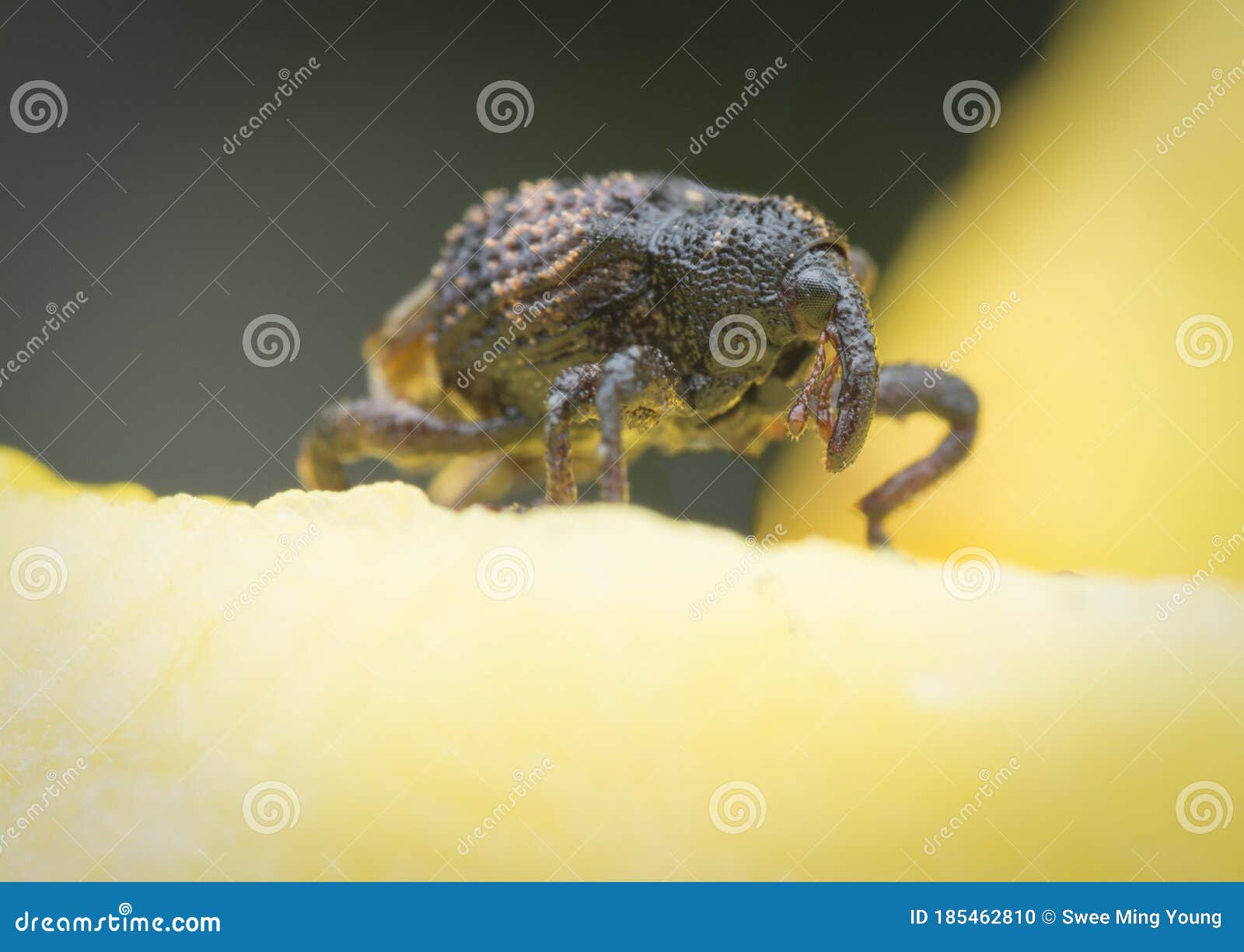 Sternochetus Mangiferae Infesting the Ripe Mango Flesh. Stock Photo ...