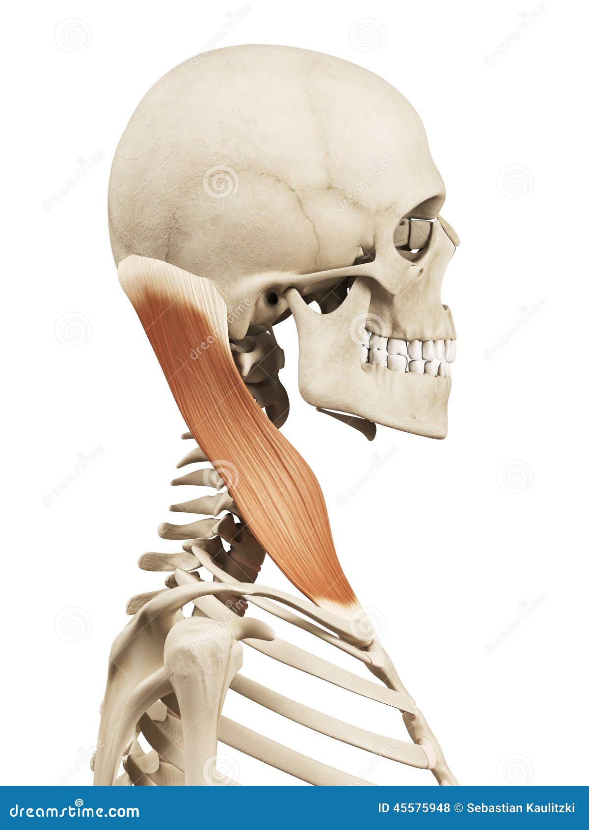 Sternocleidomastoid stock illustratie. Illustration of wetenschap ...