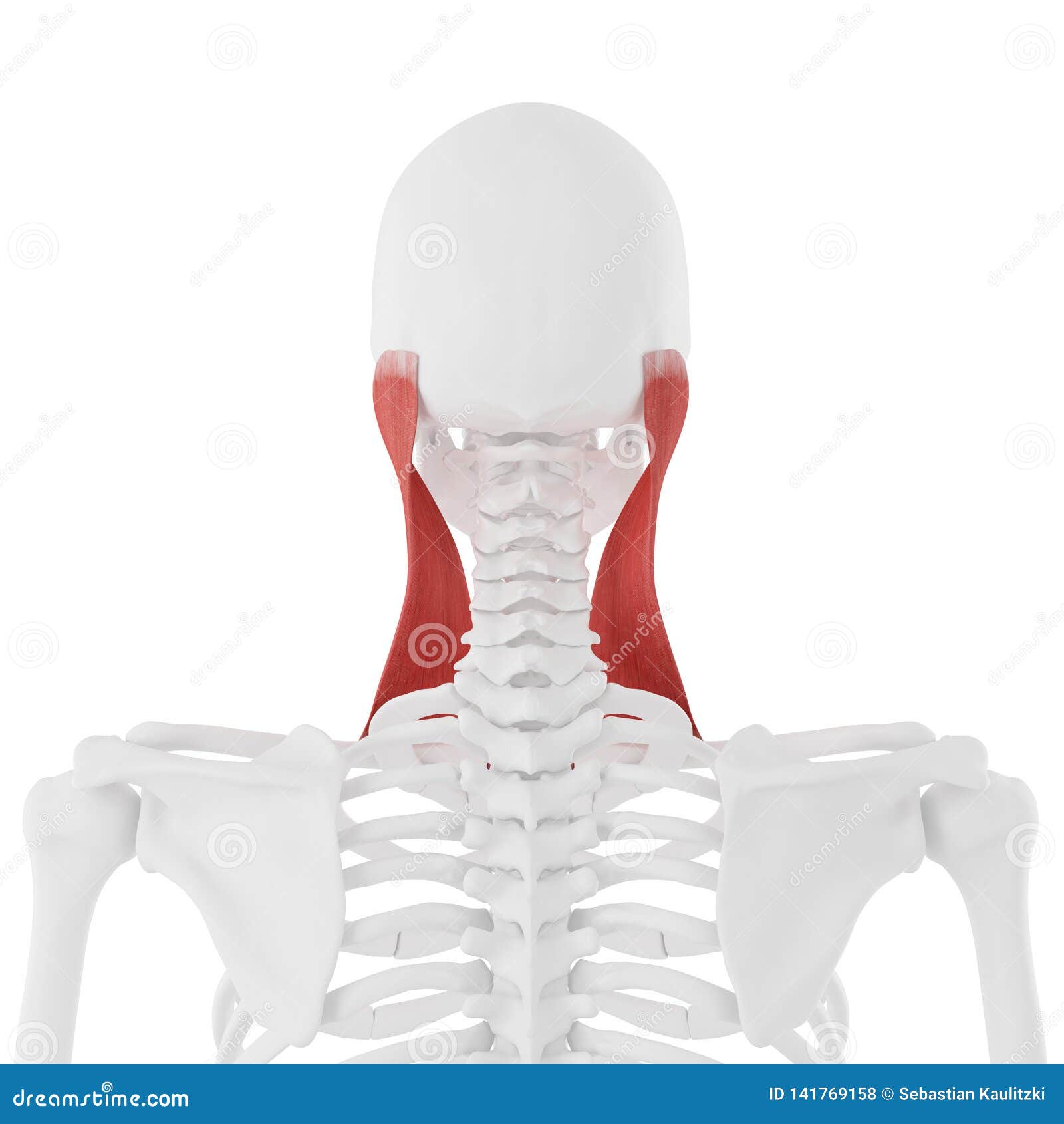 3d Illustration Of Sternocleidomastoid Muscles Anatomical Position On ...