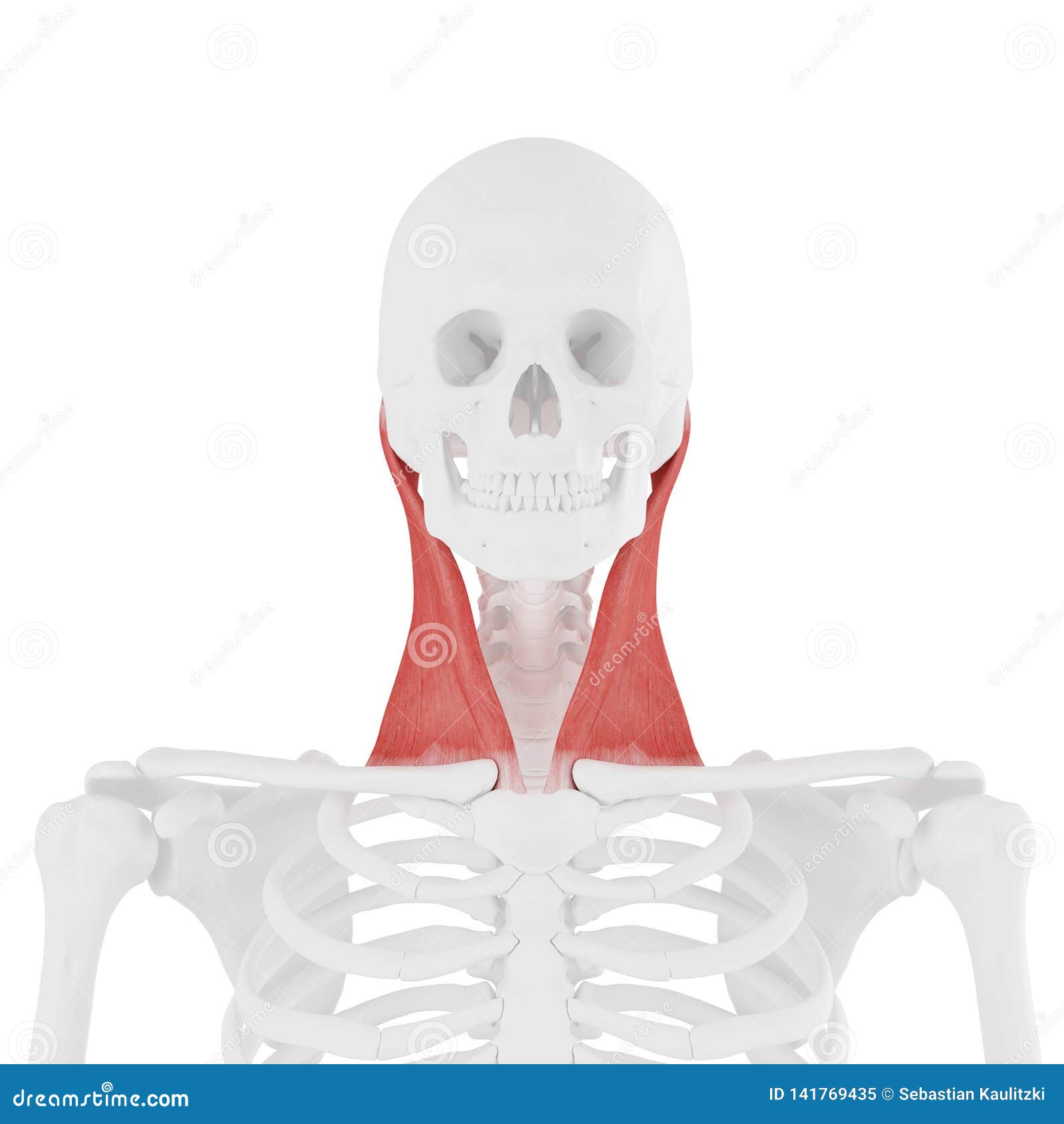 3d Illustration Of Sternocleidomastoid Muscles Anatomical Position On ...