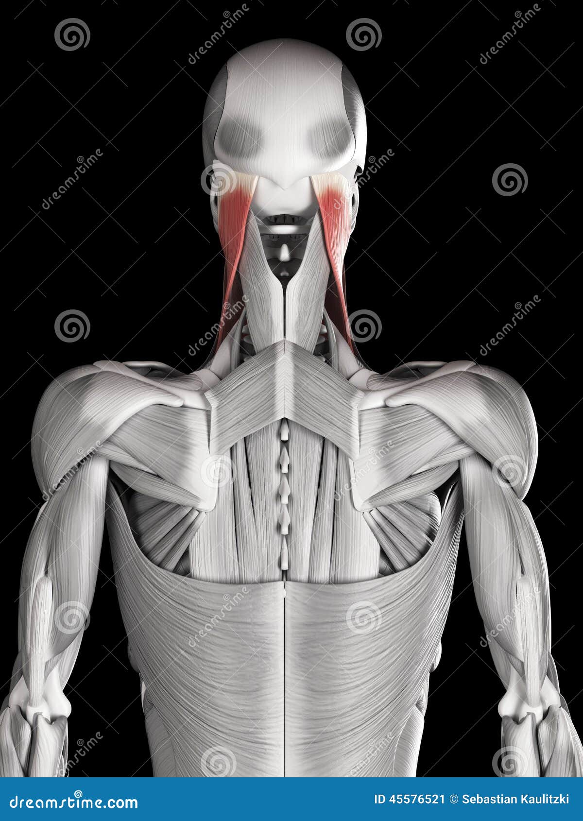 The sternocleidomastoid stock illustration. Illustration of anatomy ...