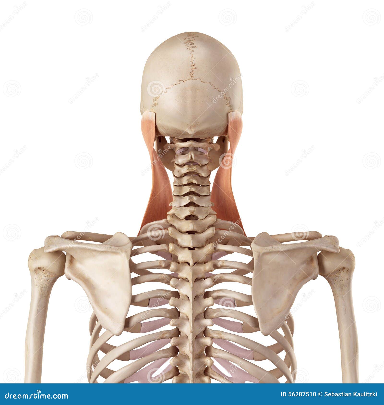 3d Illustration Of Sternocleidomastoid Muscles Anatomical Position On ...