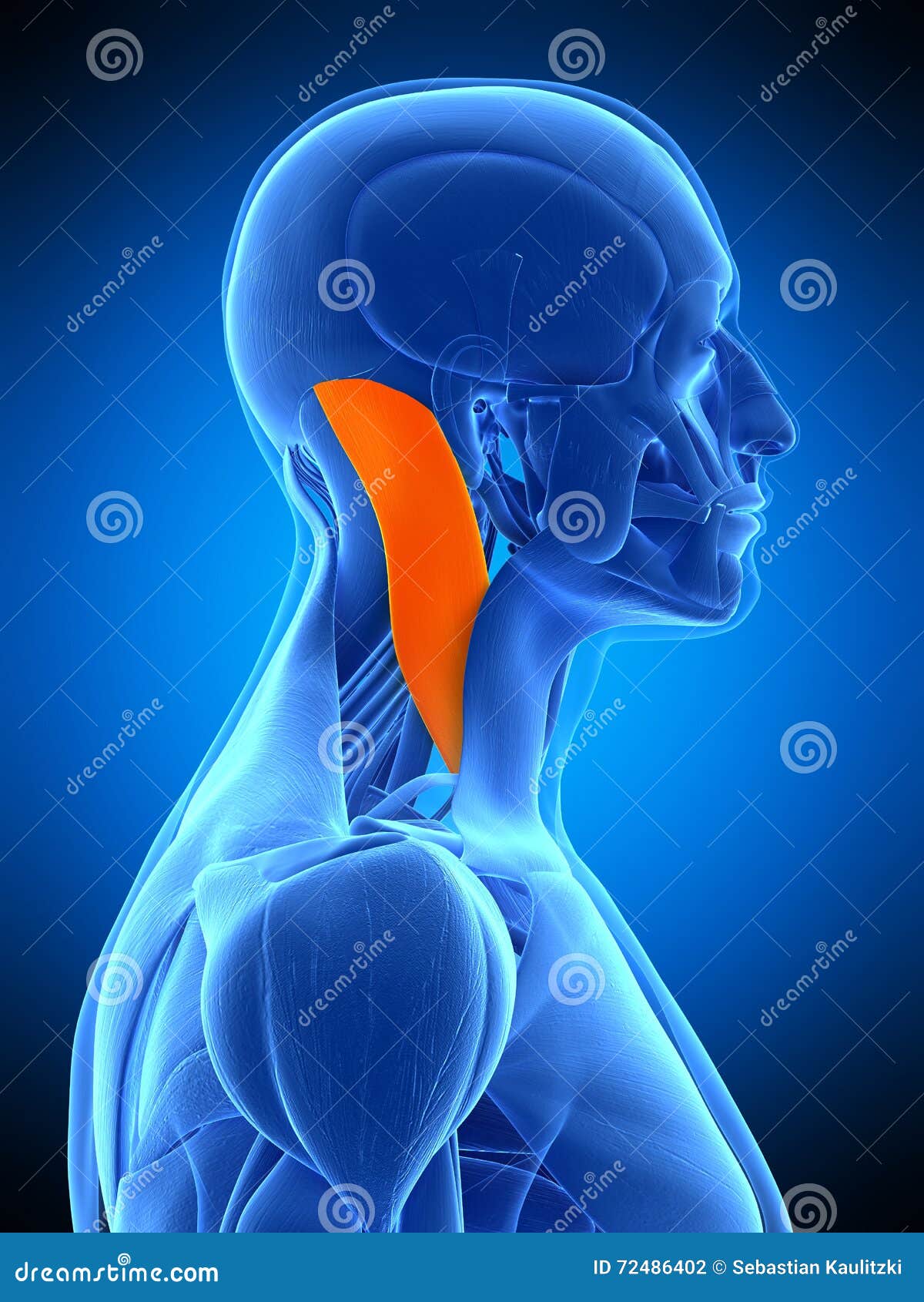 The sternocleidomastoid stock illustration. Illustration of lateral ...