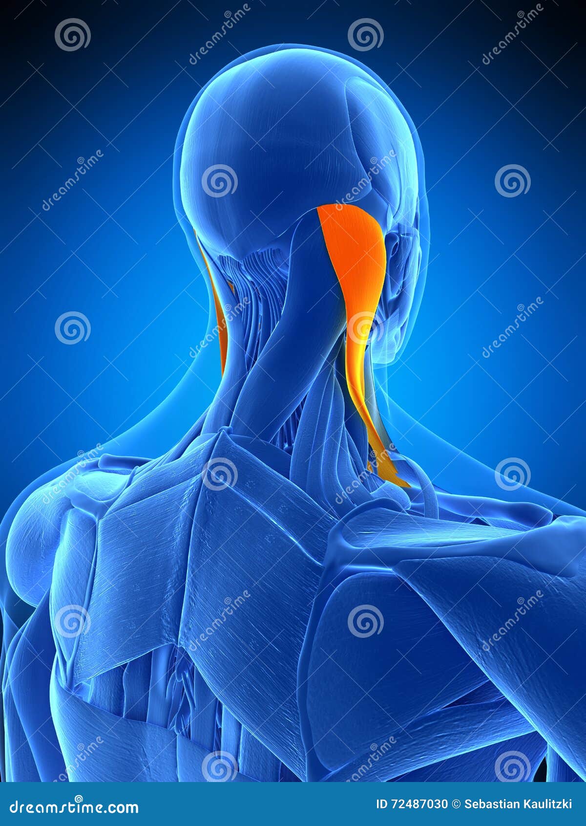 Sternocleidomastoid Cervical Muscle Labeled Educational Anatomical ...