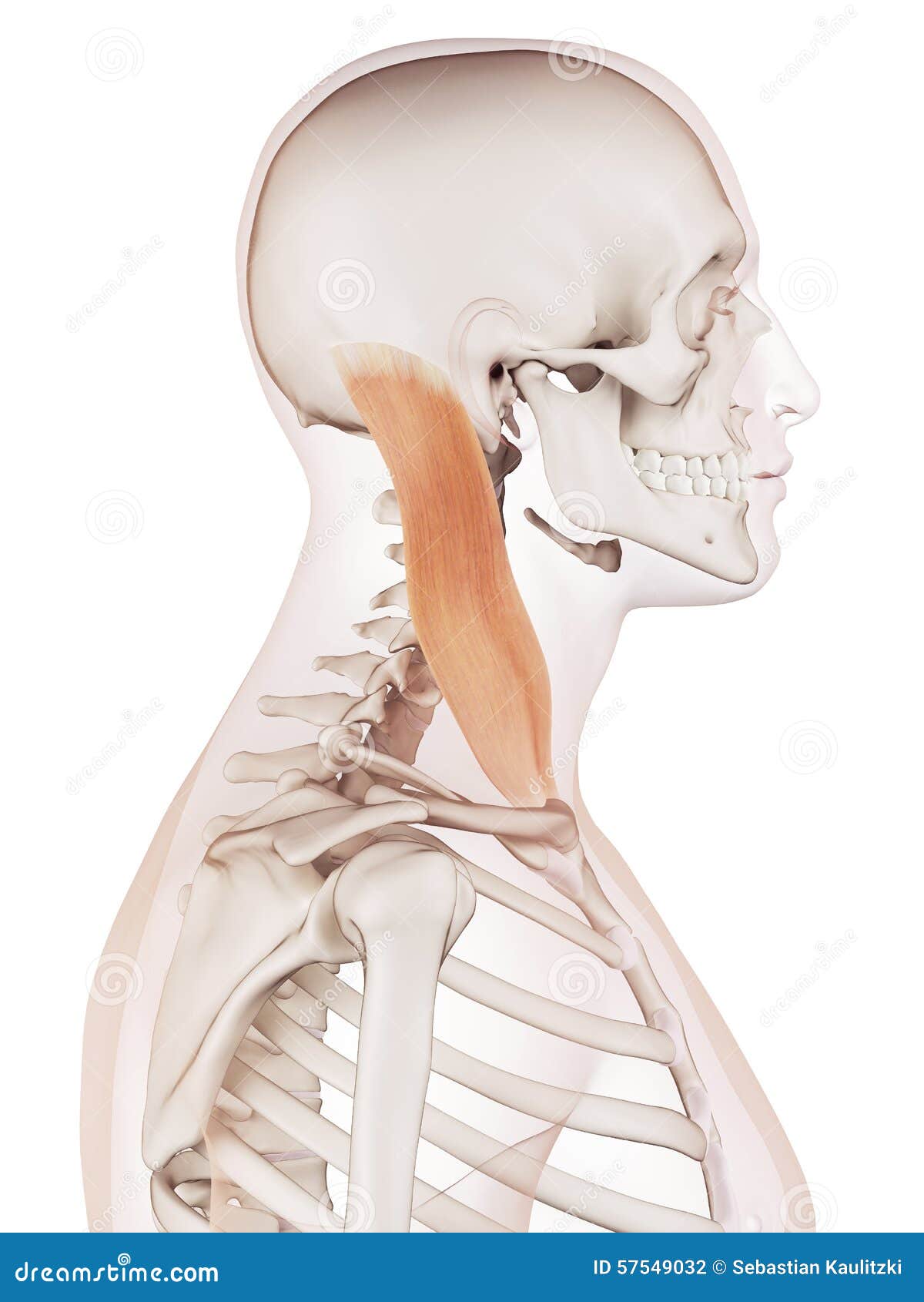 The sternocleidomastoid stock illustration. Illustration of human ...
