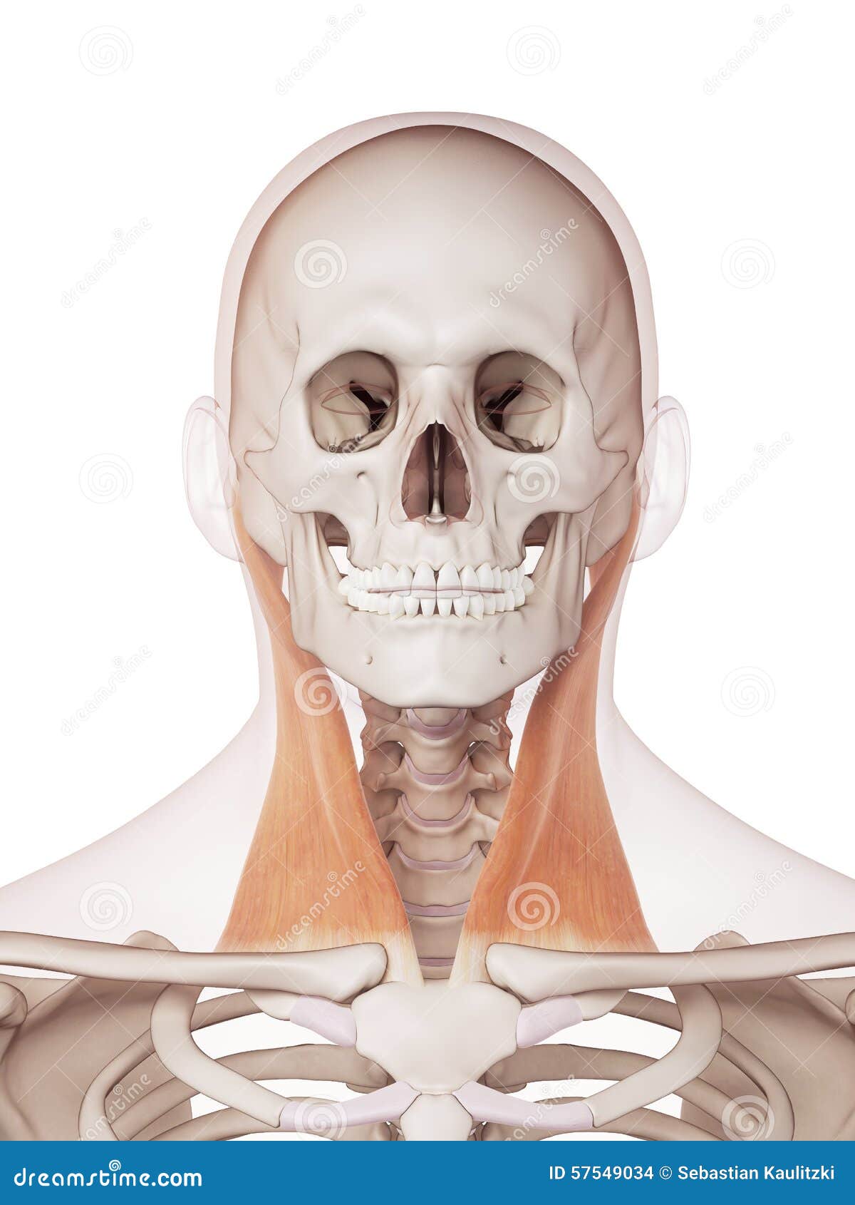 The sternocleidomastoid stock illustration. Illustration of ...