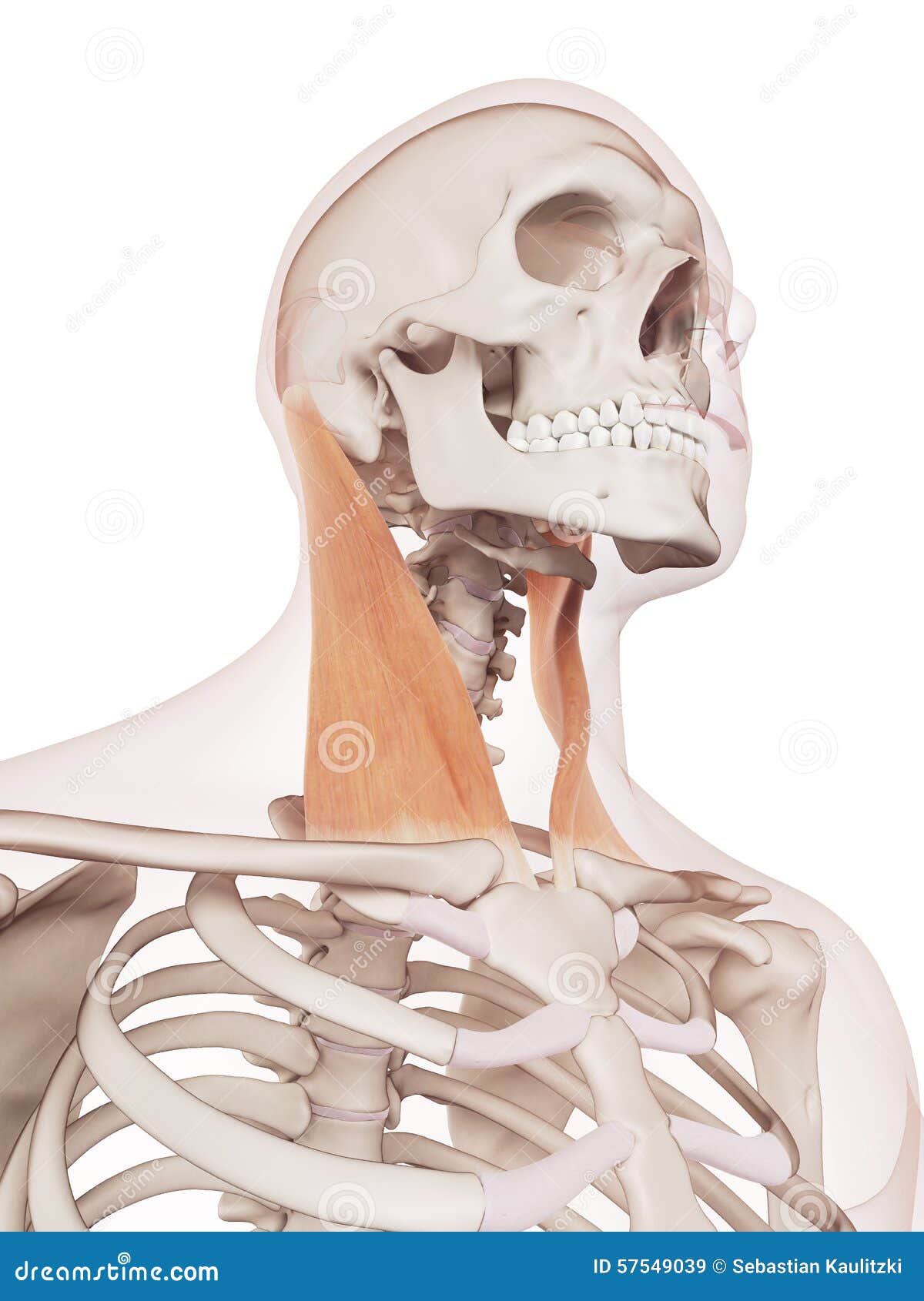 The sternocleidomastoid stock illustration. Illustration of frontal ...