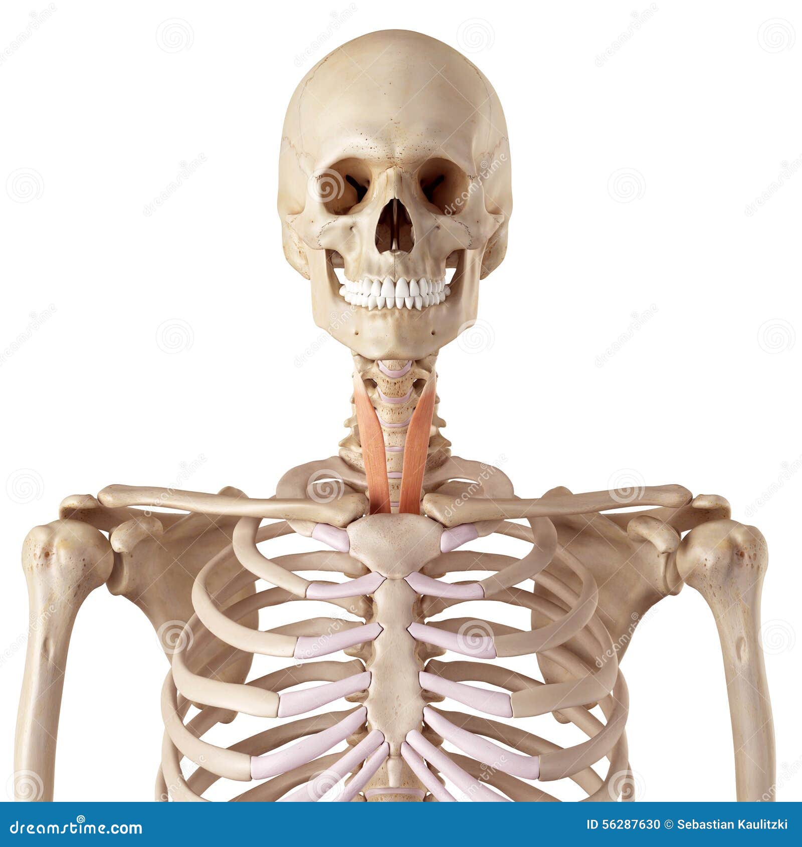 The sternohyoid stock illustration. Illustration of biology - 56287630